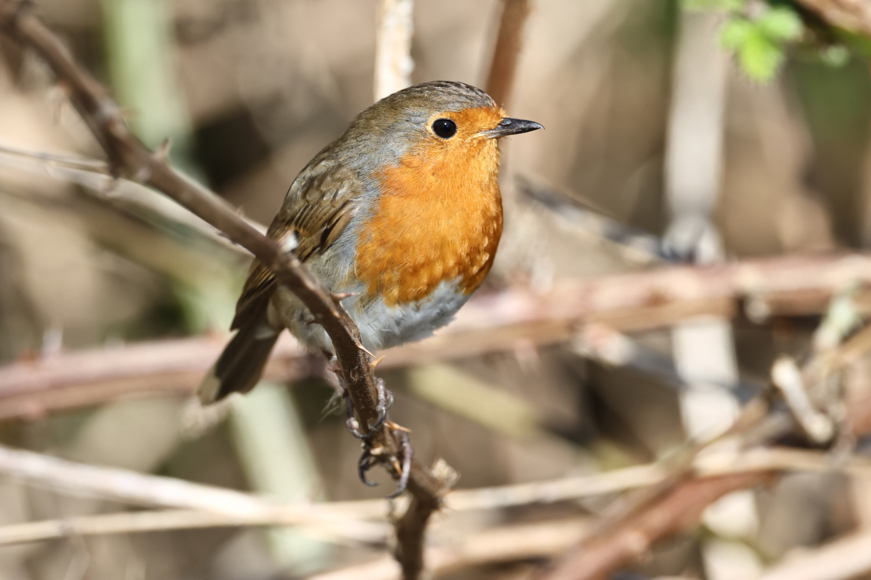 European Robin by Chris Teague - BirdGuides