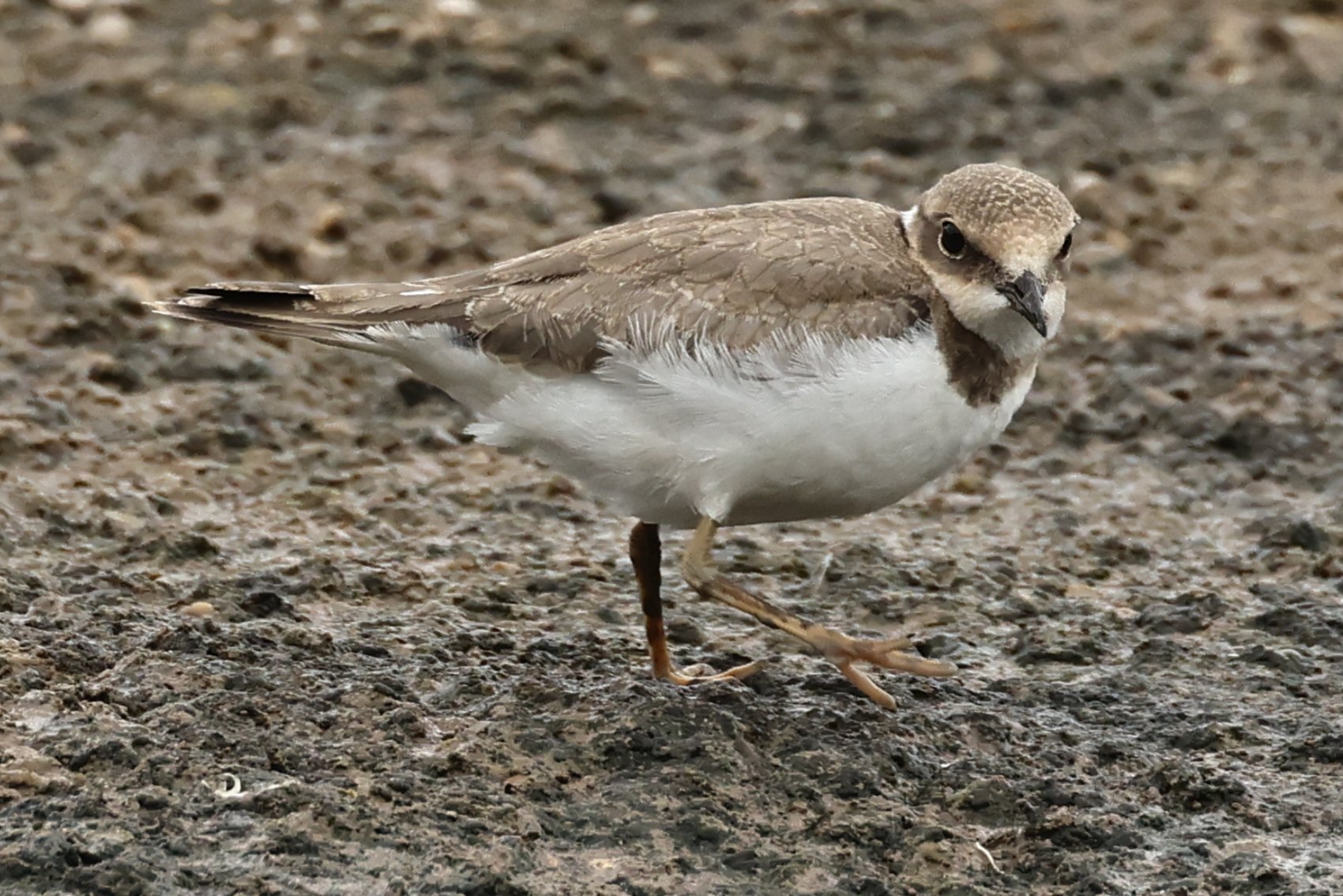 Little Ringed Plover by Chris Teague - BirdGuides