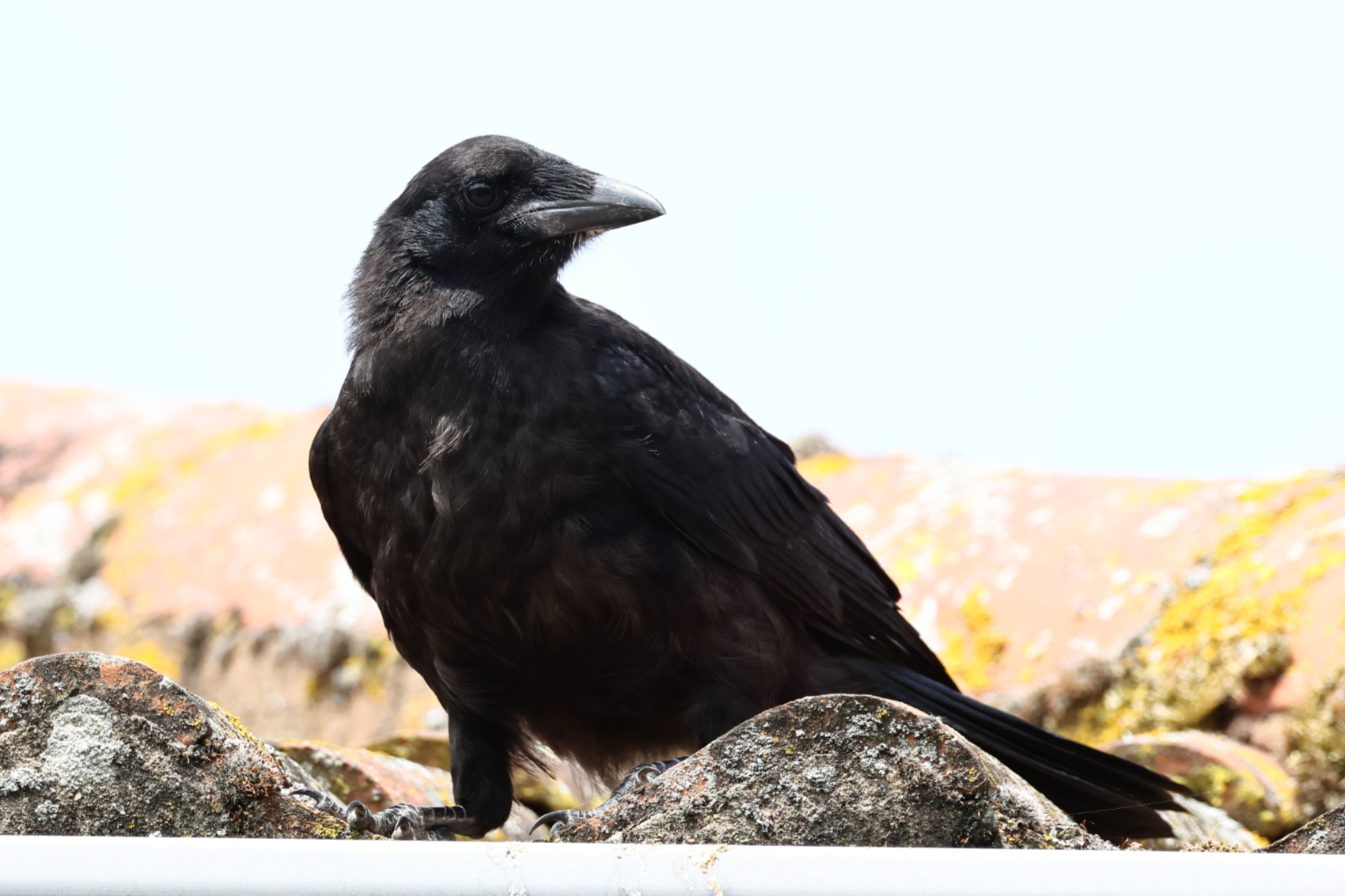 Rook by Chris Teague - BirdGuides