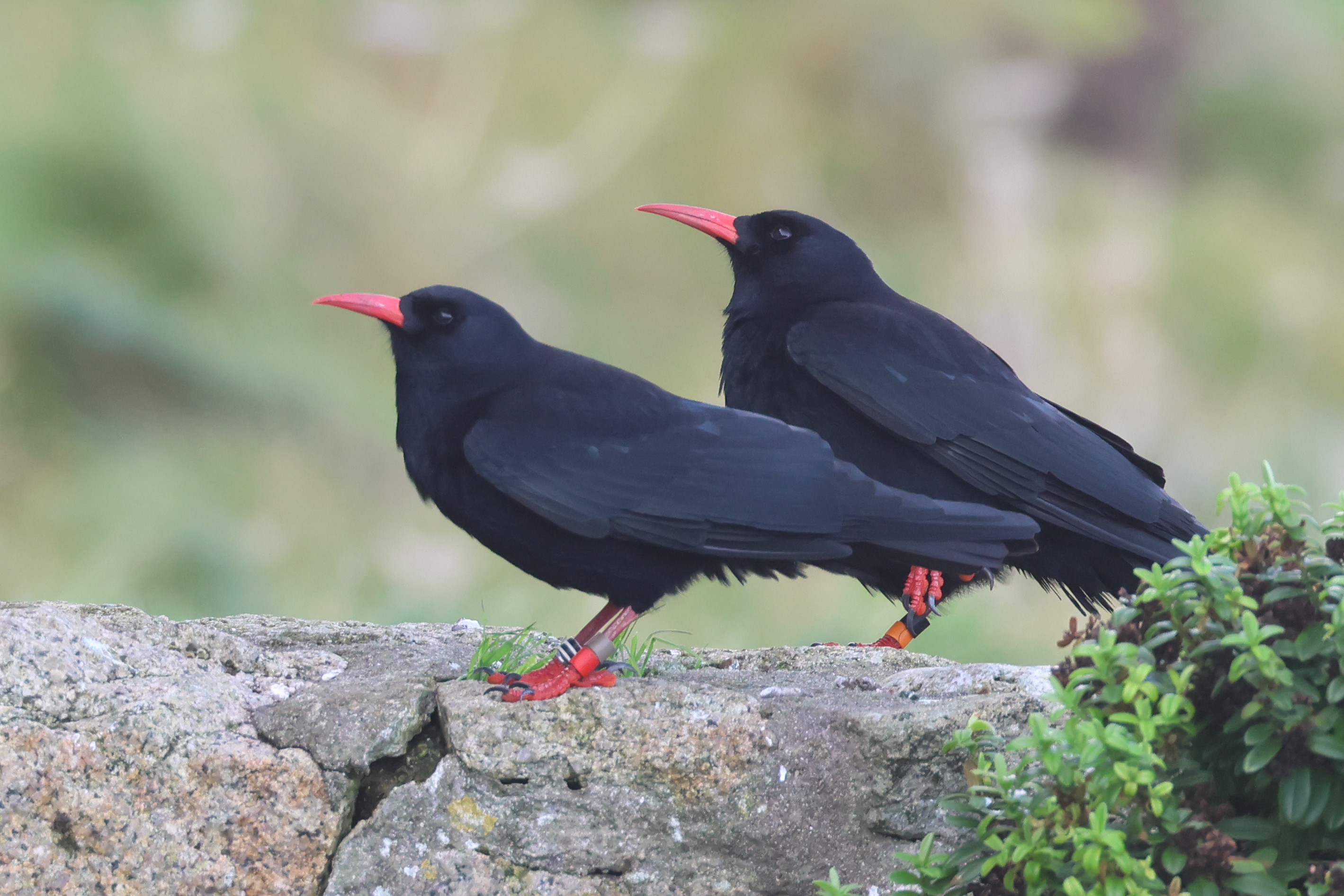 Cornish Choughs spreading inland - BirdGuides