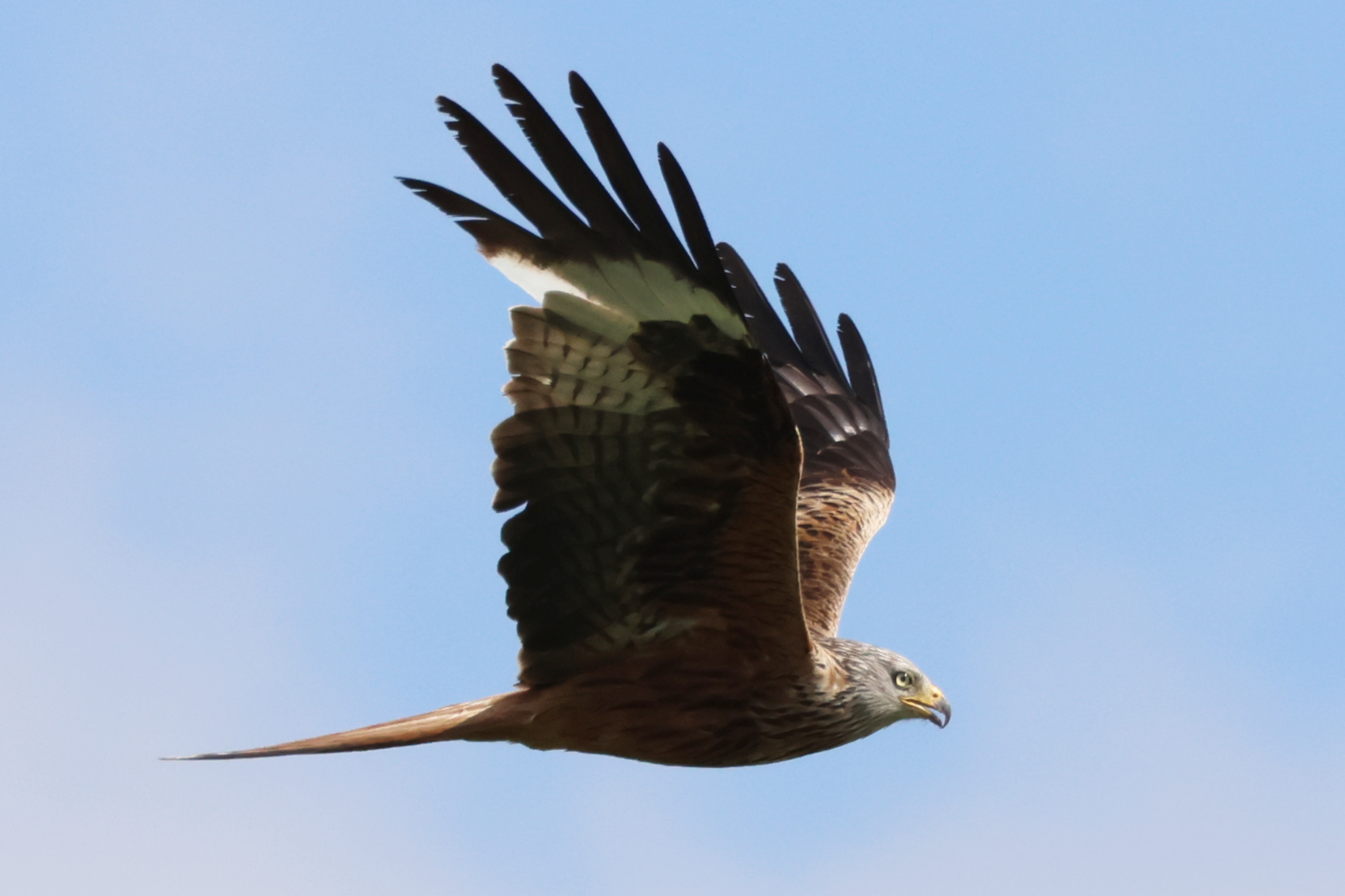 Salisbury Plain Birdwatching Site - BirdGuides