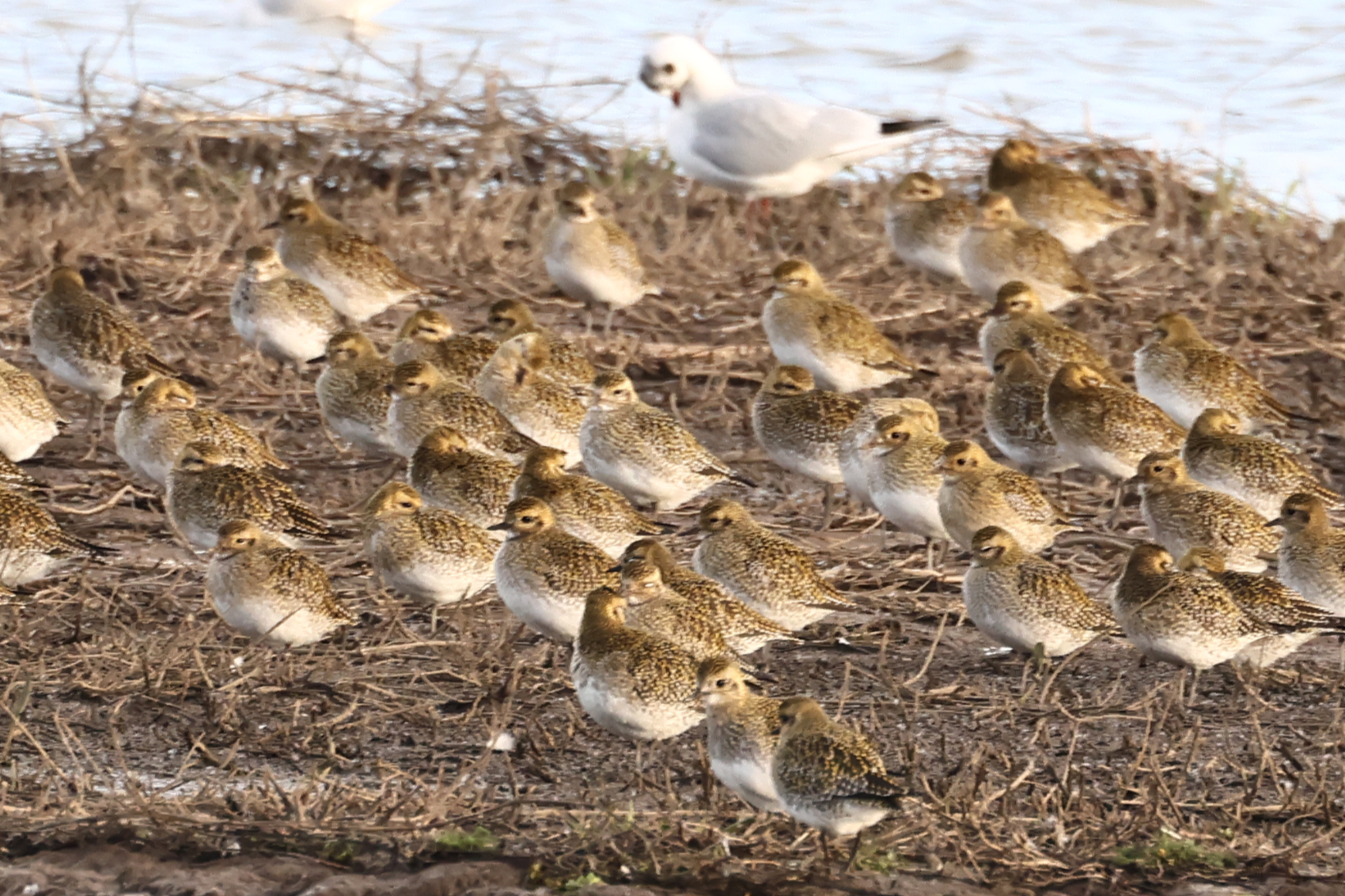 European Golden Plover by Chris Teague - BirdGuides