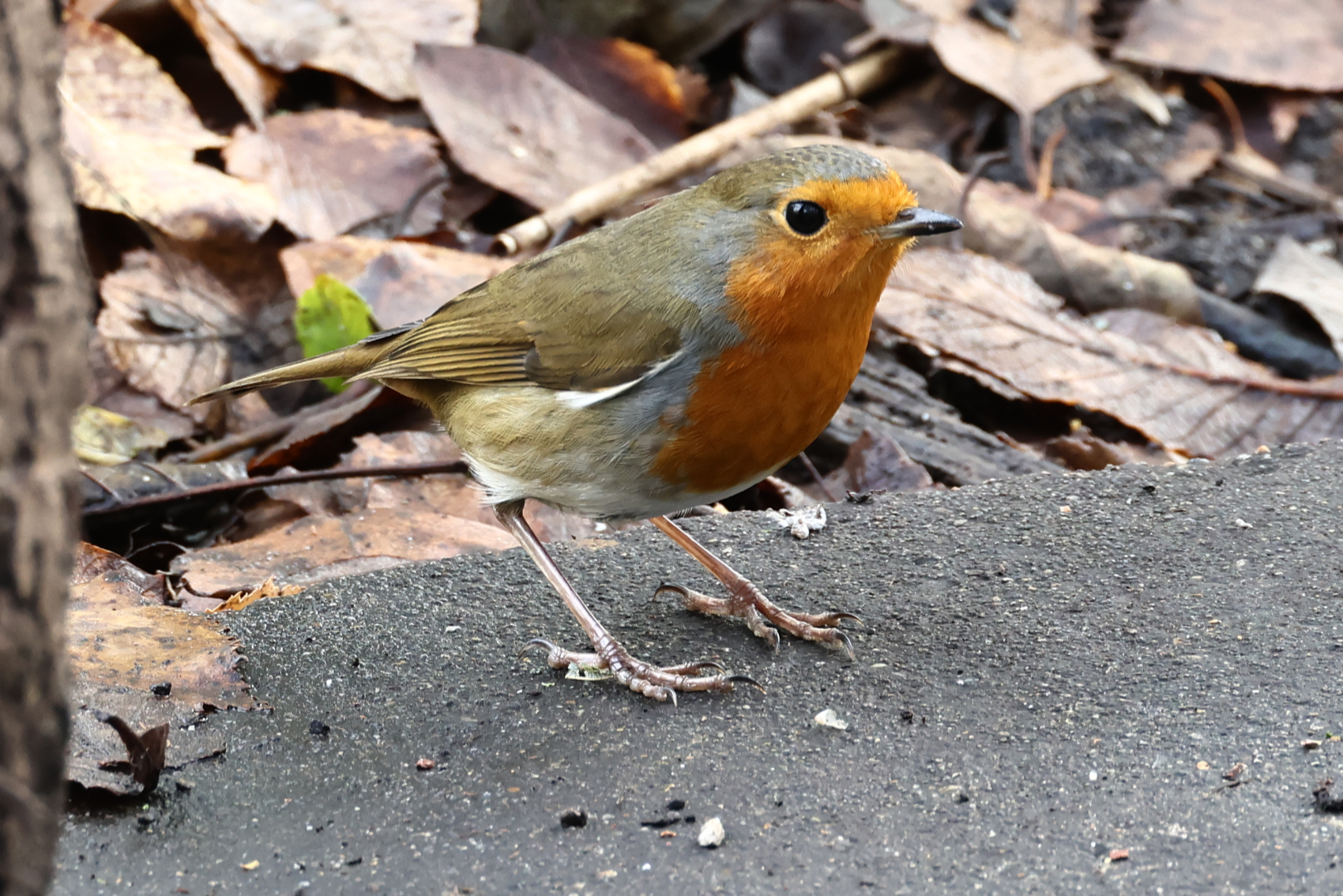 European Robin by Chris Teague - BirdGuides