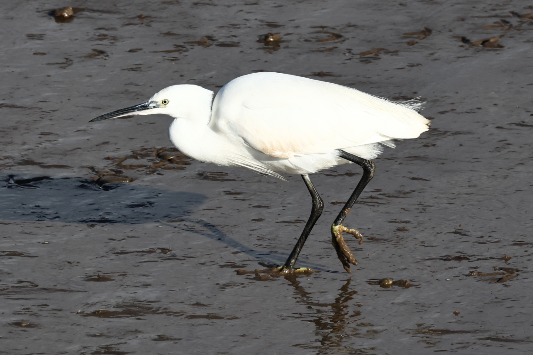 Little Egret by Chris Teague - BirdGuides