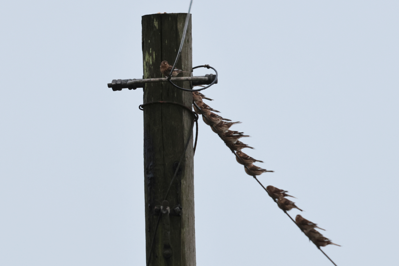 Twite by Chris Teague - BirdGuides