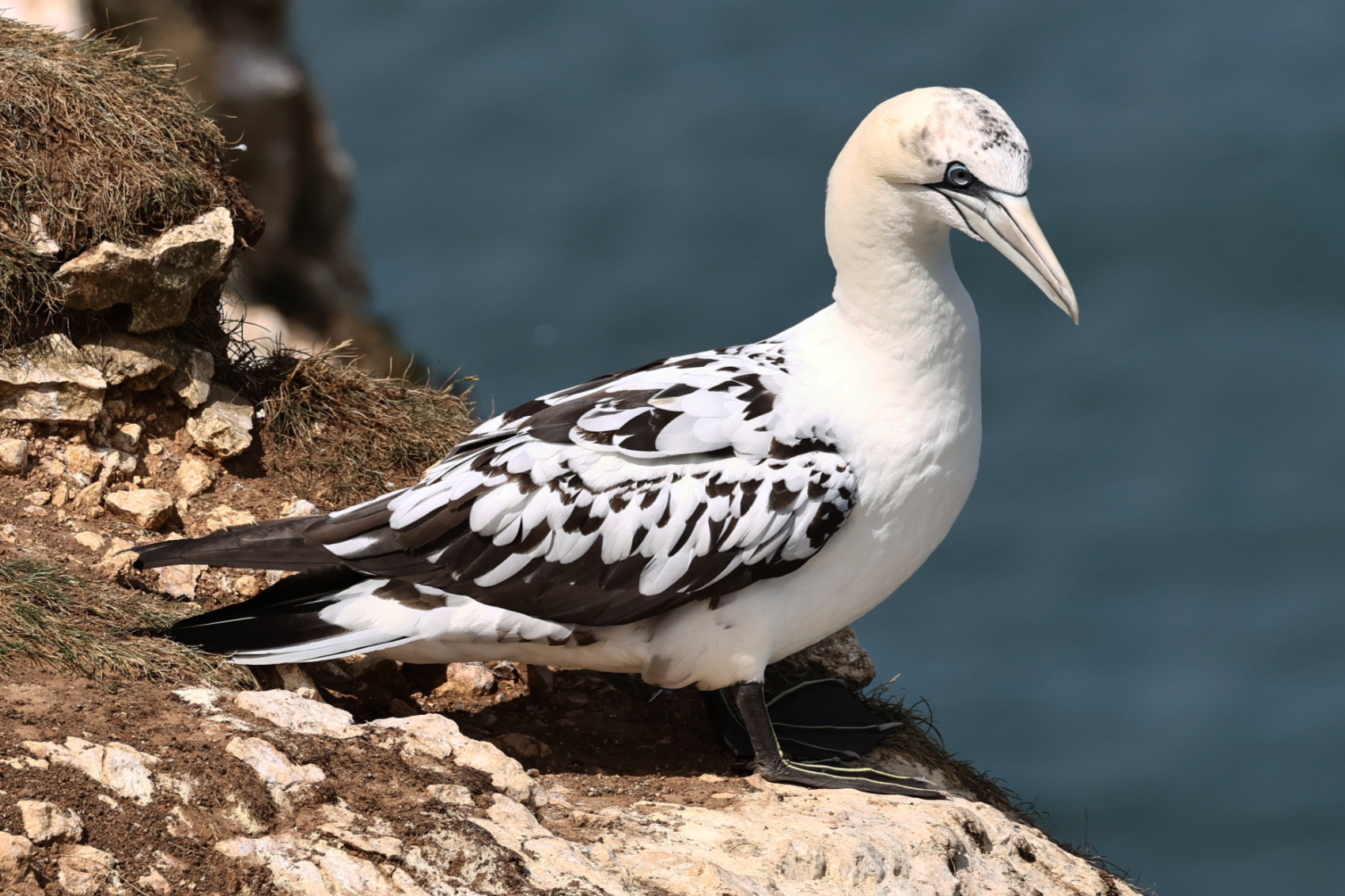 Northern Gannet by Chris Teague - BirdGuides