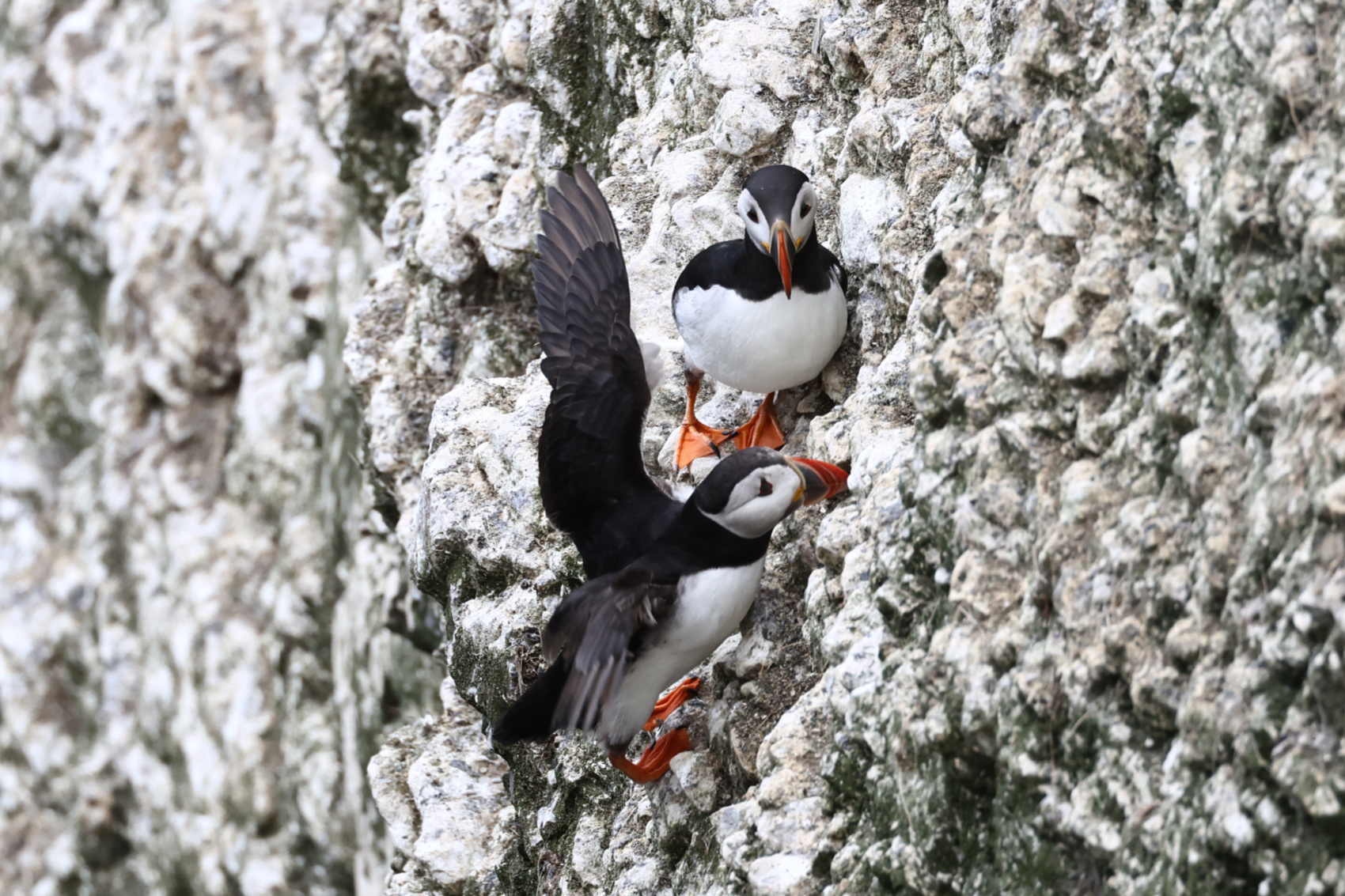 Puffin by Chris Teague - BirdGuides