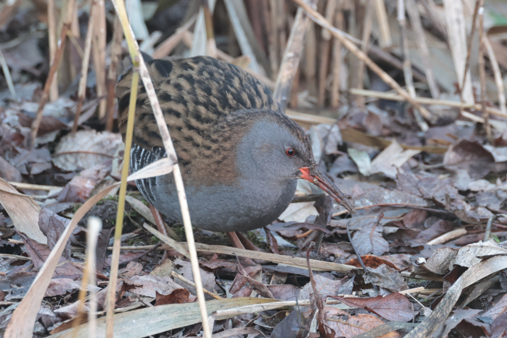 Water Rail by Chris Teague - BirdGuides
