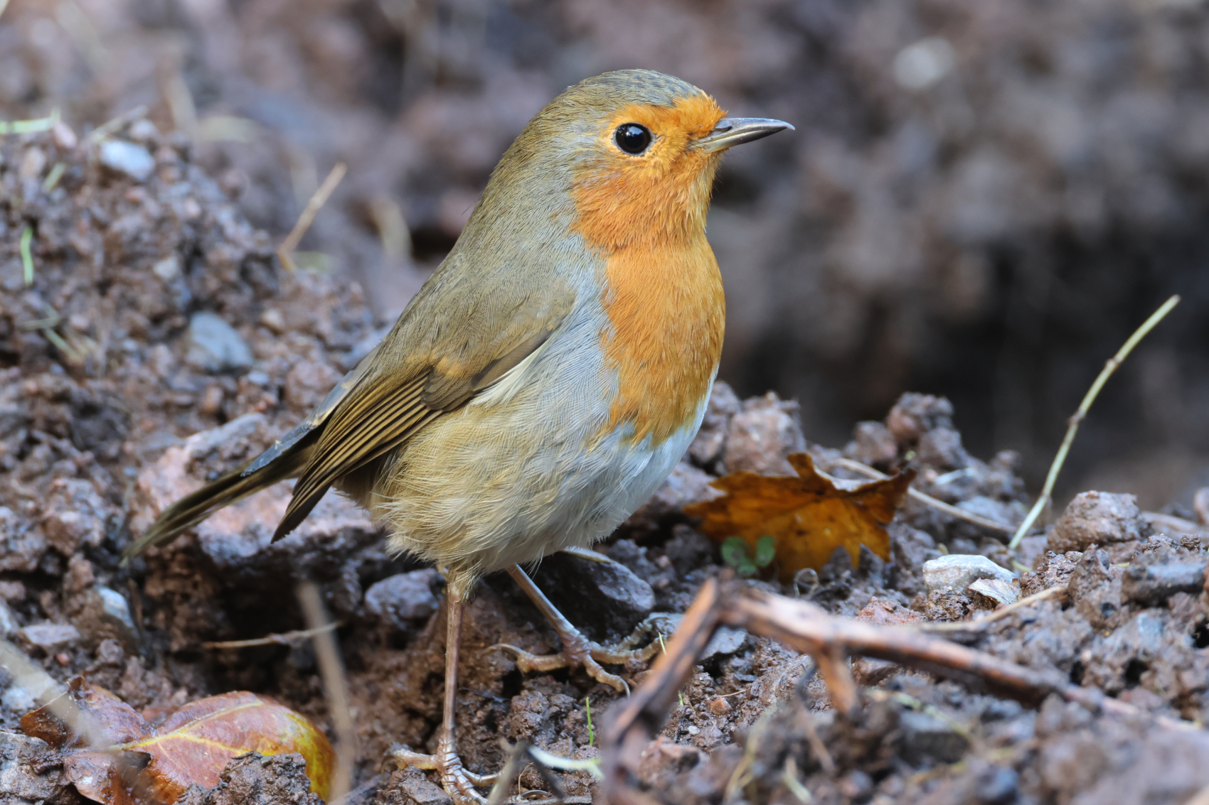 European Robin by Chris Teague - BirdGuides
