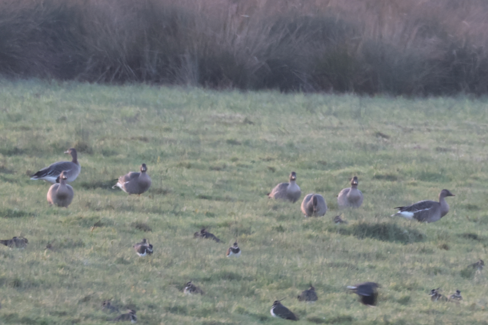 Tundra Bean Goose by Chris Teague - BirdGuides