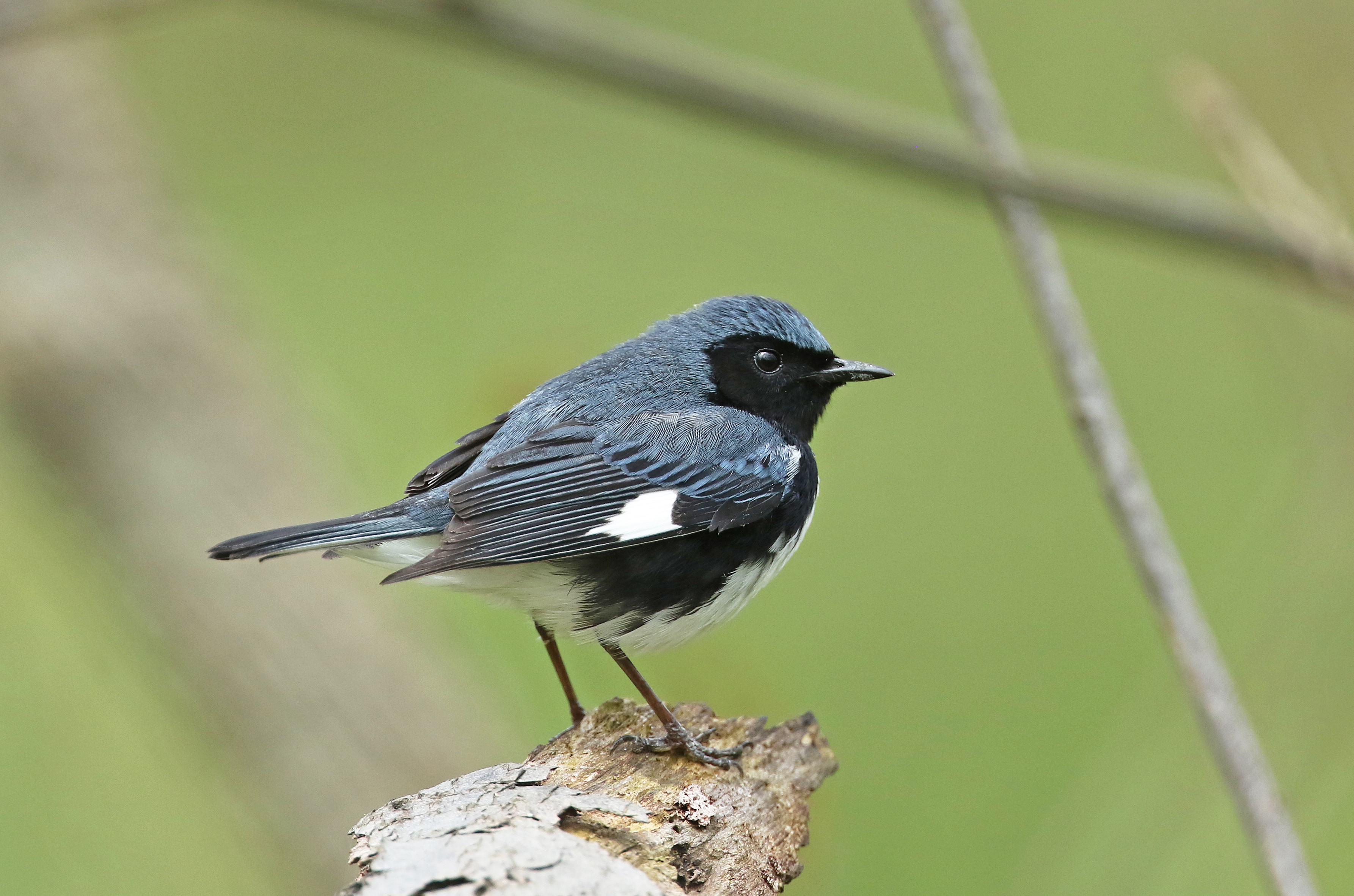 Details : Black-throated Blue Warbler - BirdGuides