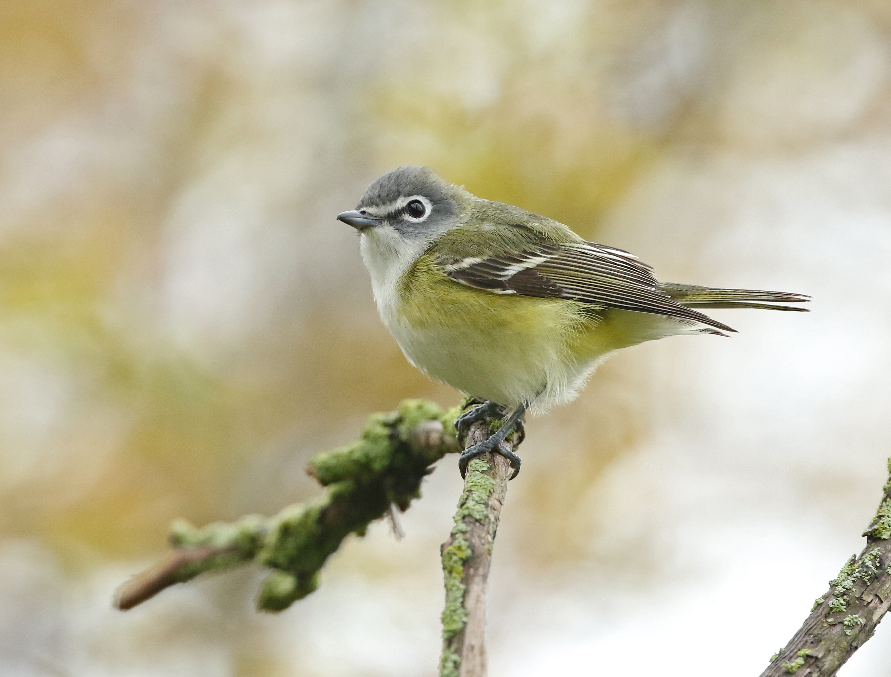 Details : Blue-headed Vireo - BirdGuides