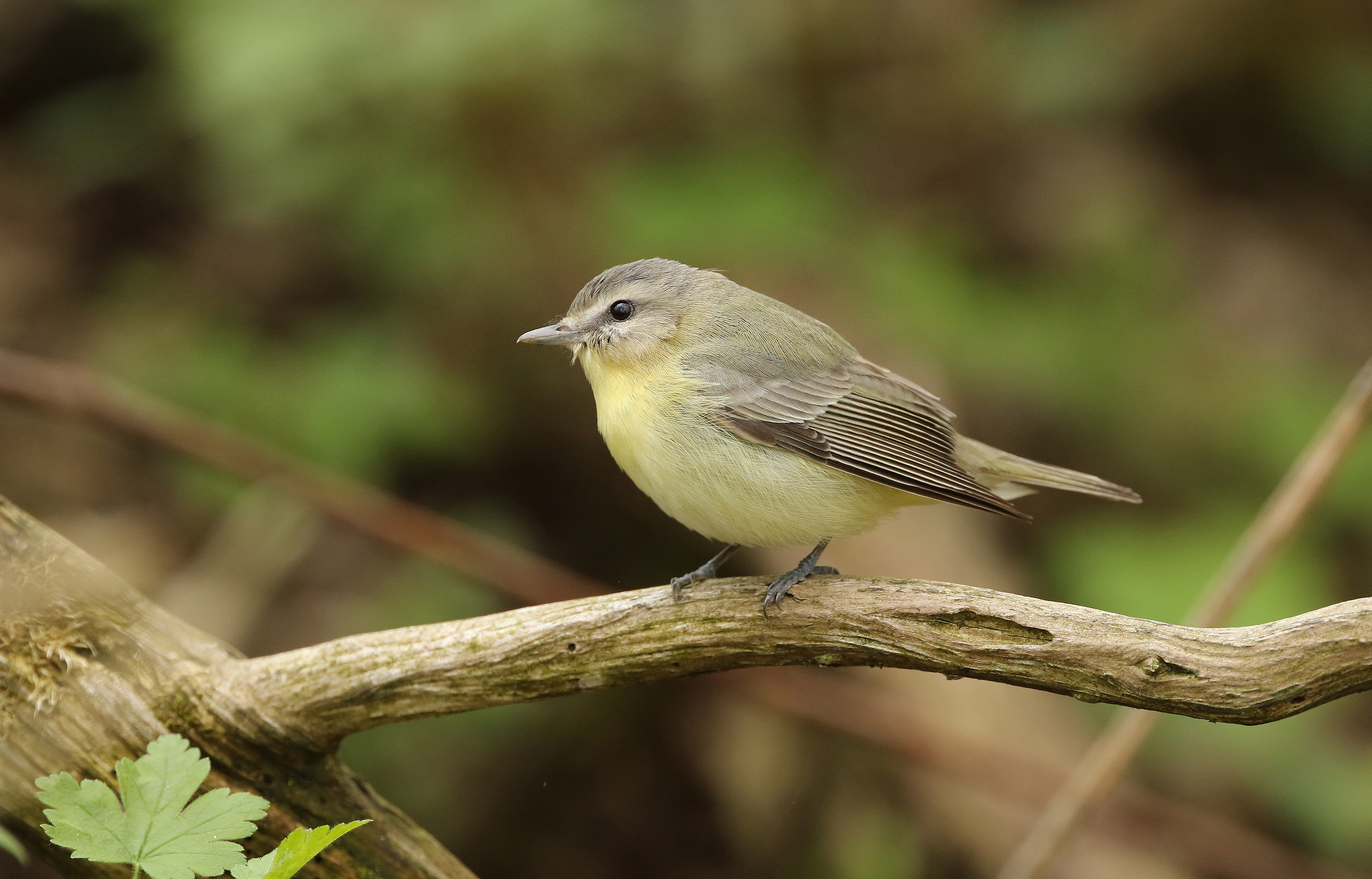 Cocaine industry harming birds - BirdGuides