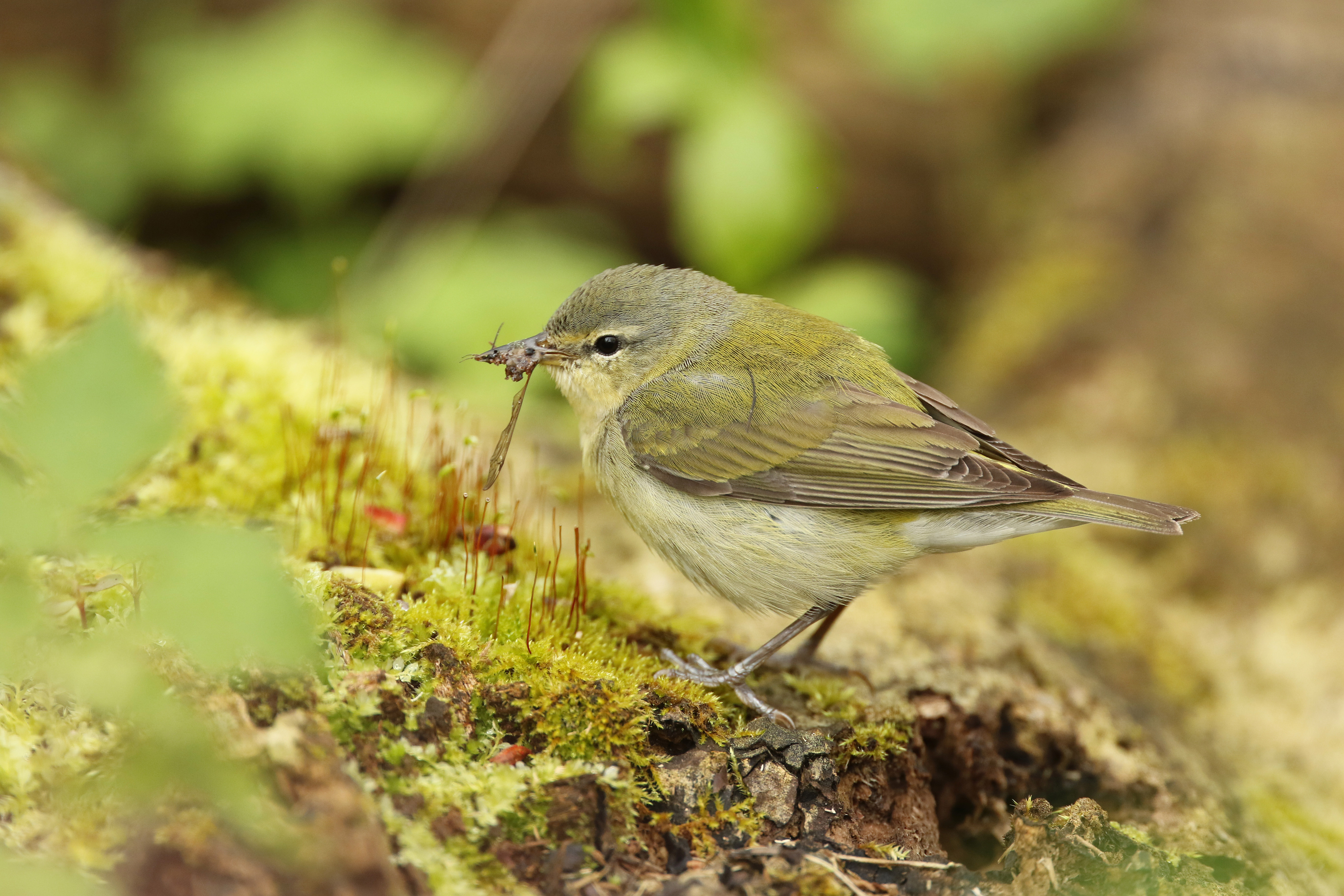 Details : Tennessee Warbler - BirdGuides