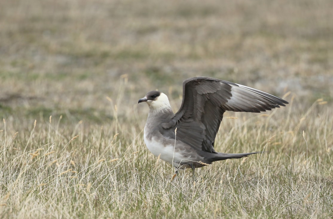 Arctic Skua by Jon Mercer - BirdGuides