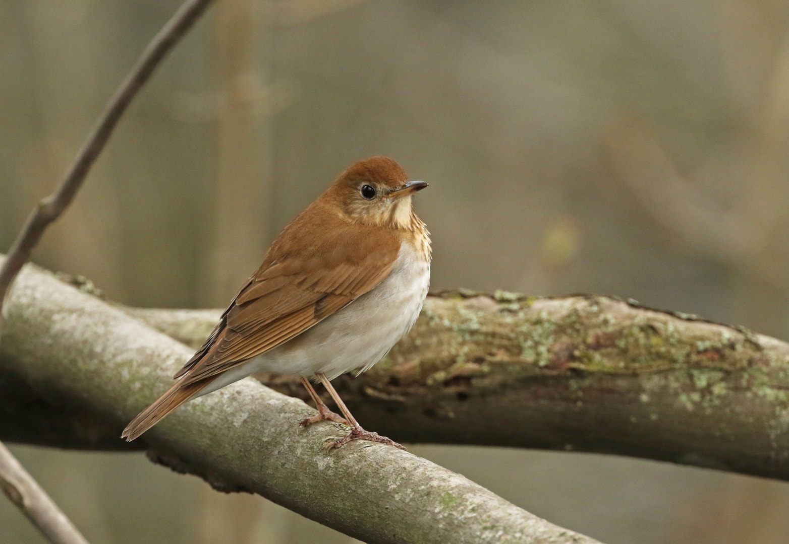Veery by Jon Mercer - BirdGuides