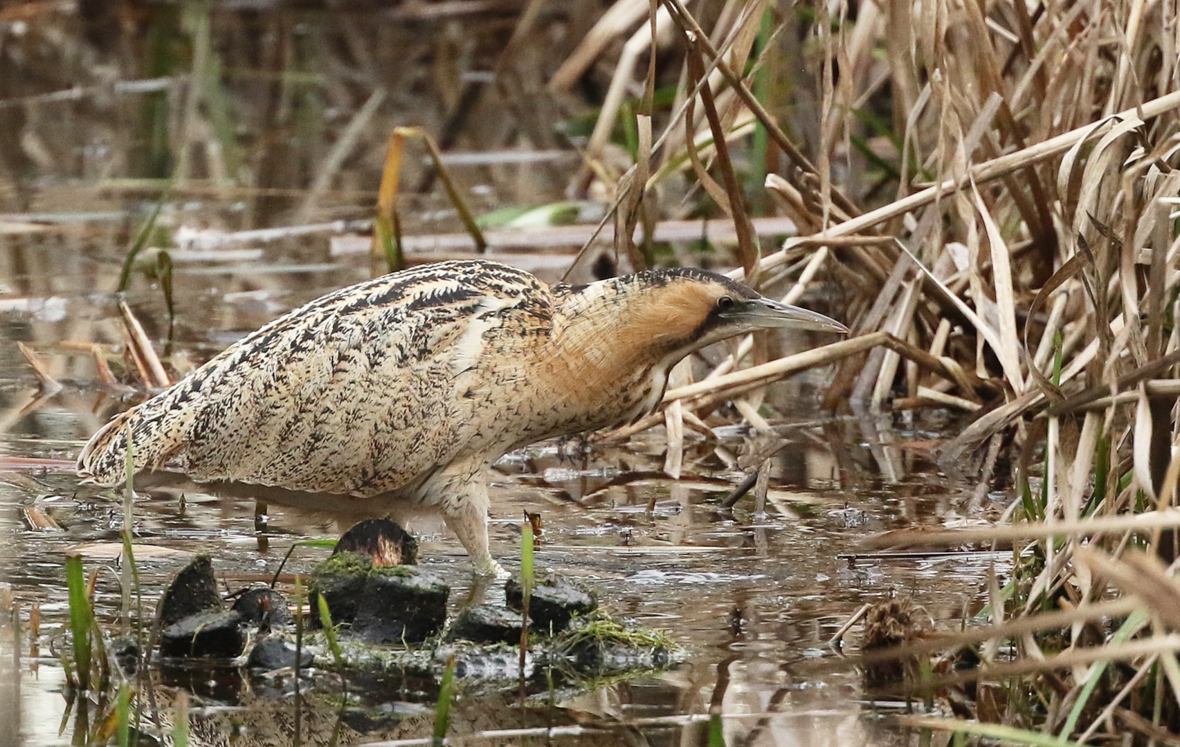 Eurasian Bittern by Jon Mercer - BirdGuides