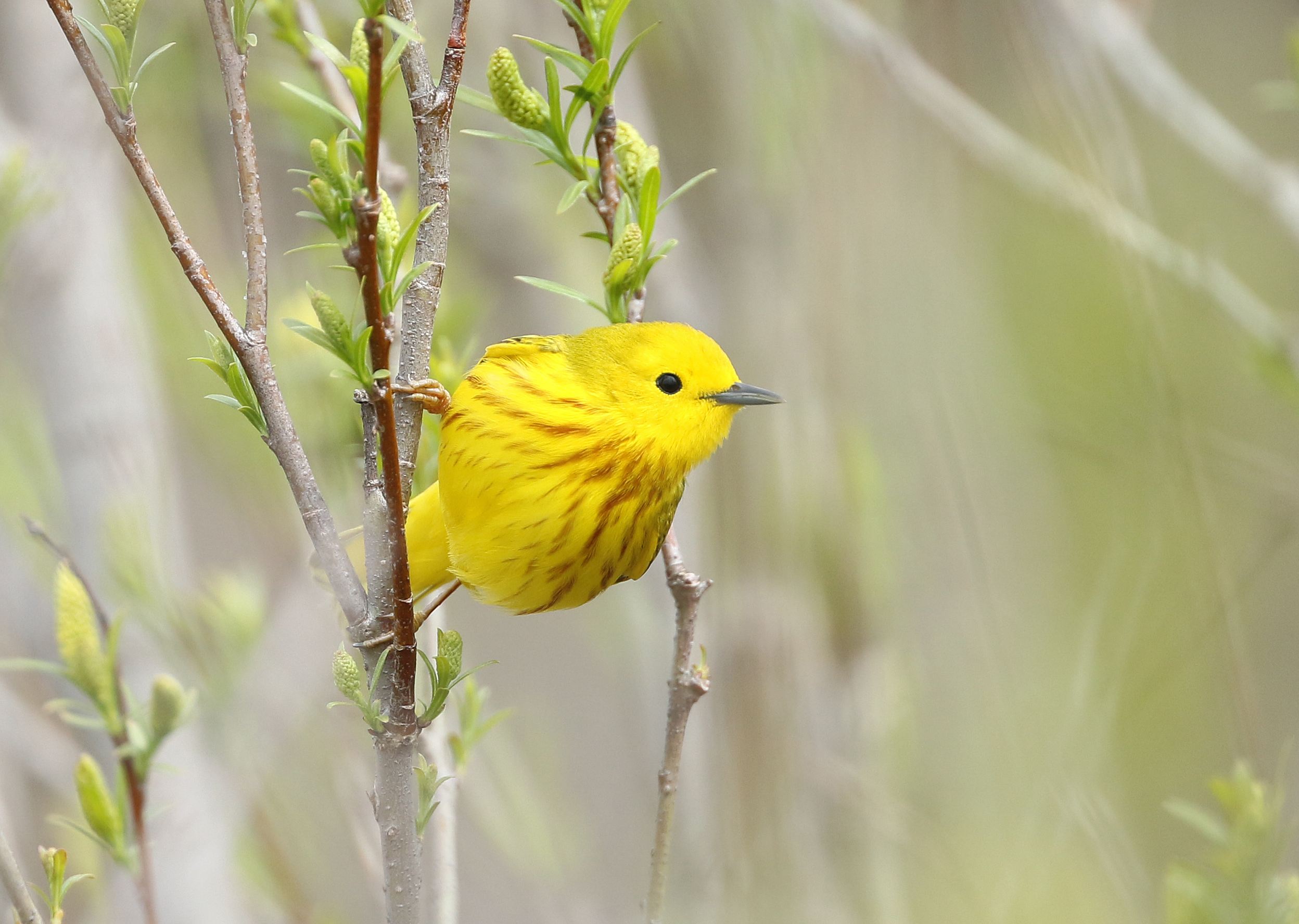 Details : American Yellow Warbler - BirdGuides