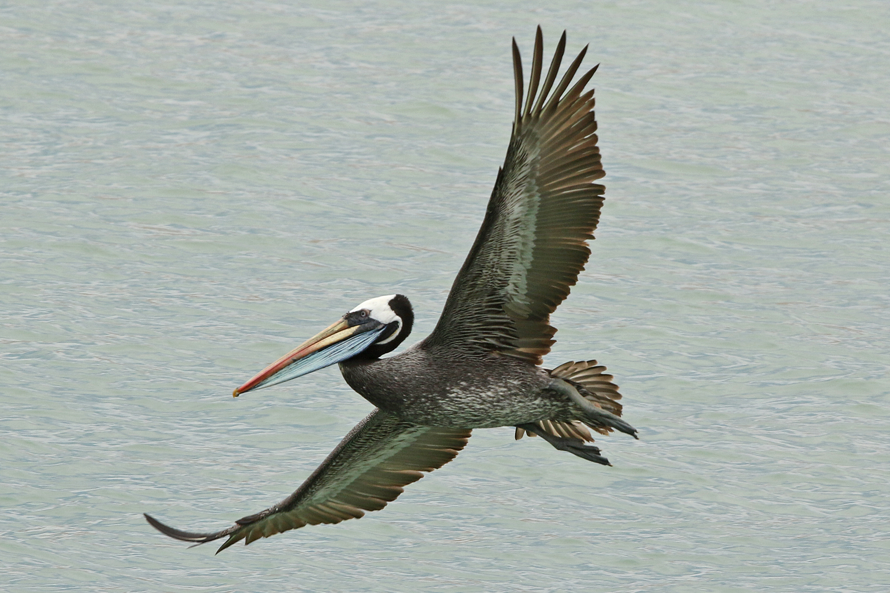 Details : Peruvian Pelican - BirdGuides