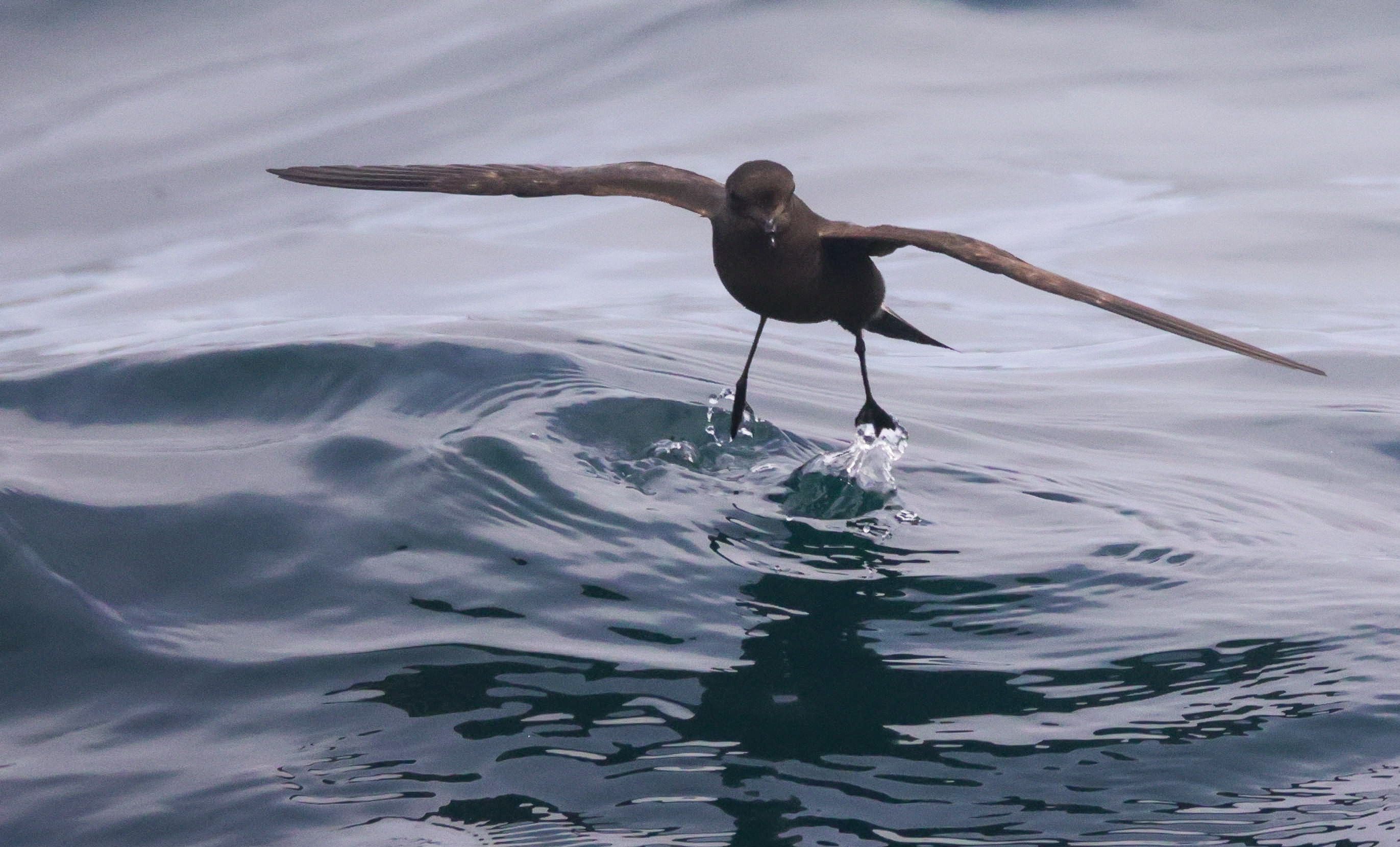 European Storm Petrel by Ian Dickey - BirdGuides