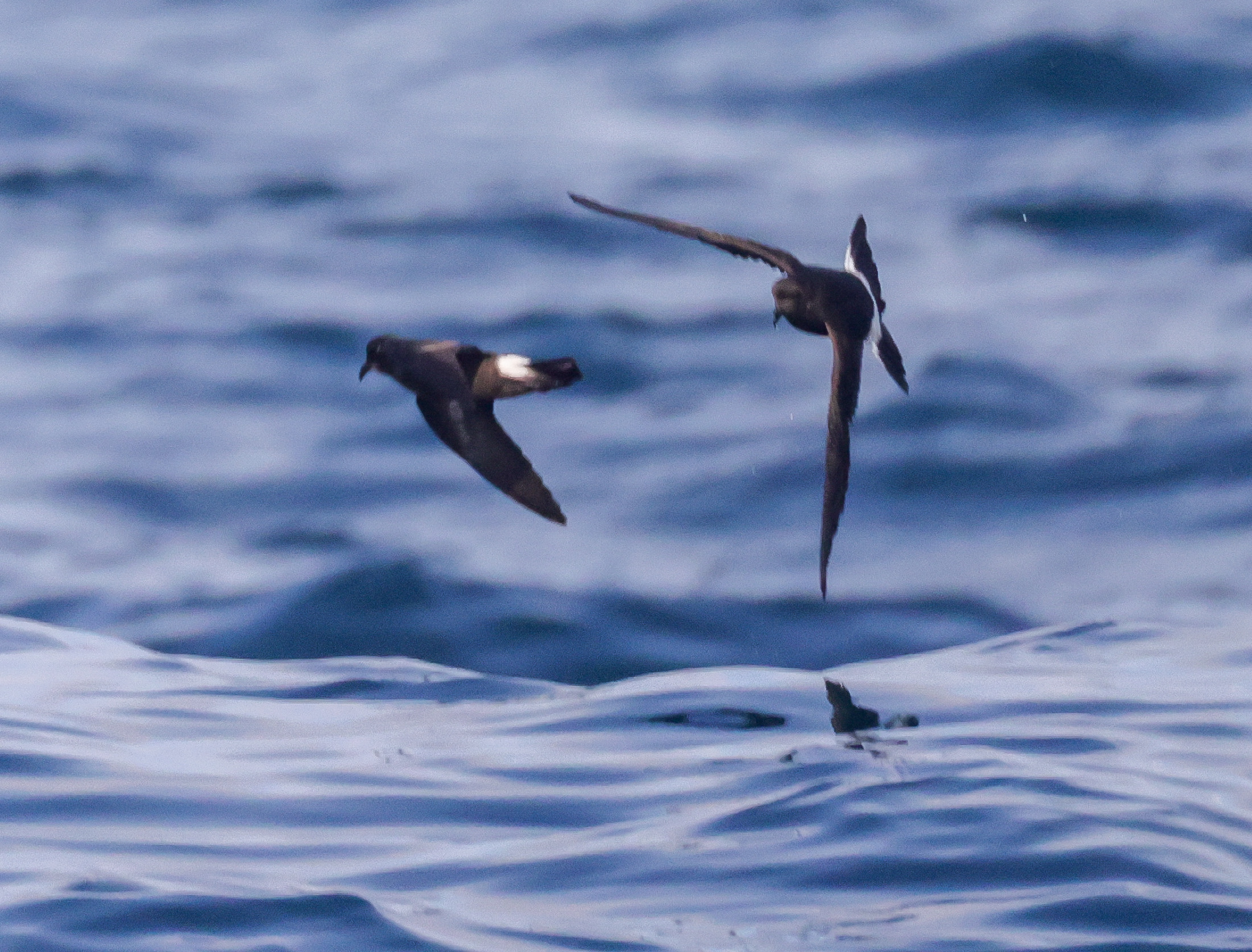 European Storm Petrel by Ian Dickey - BirdGuides