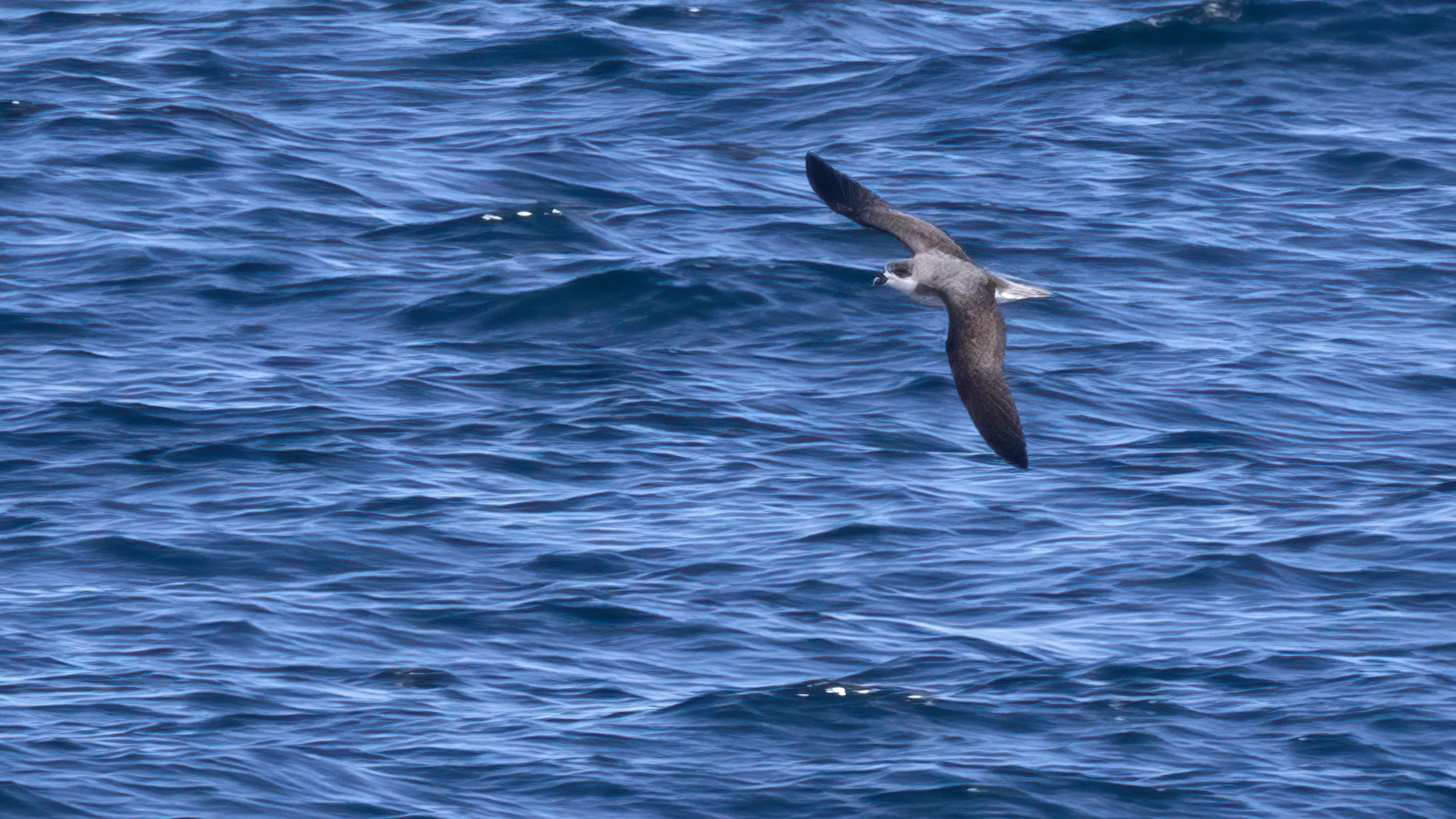 Details : Fea's/Desertas Petrel - BirdGuides
