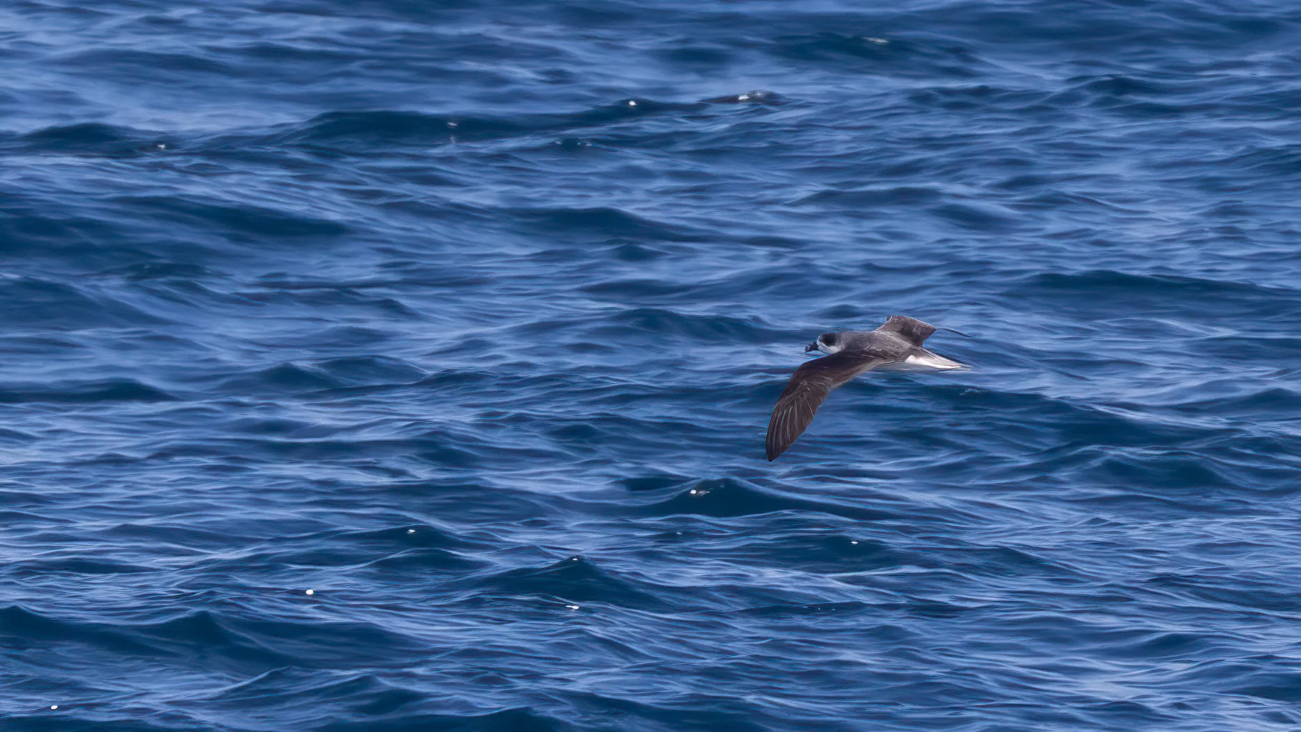 Details : Fea's/Desertas Petrel - BirdGuides