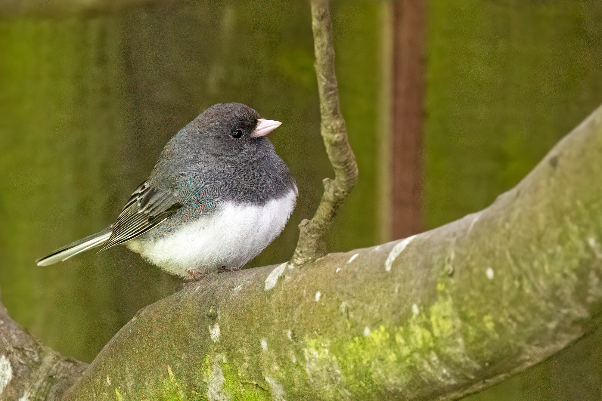 Dark-eyed Junco by Sam Viles - BirdGuides