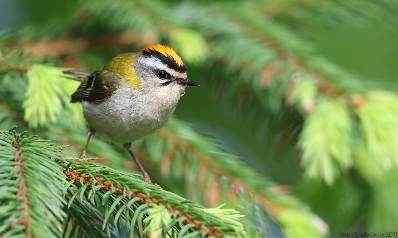 Details : Firecrest - BirdGuides