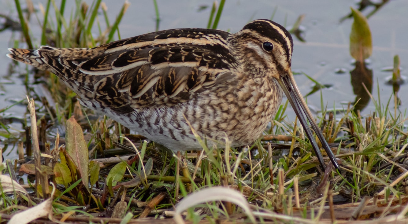 Common Snipe by Martin Loftus - BirdGuides