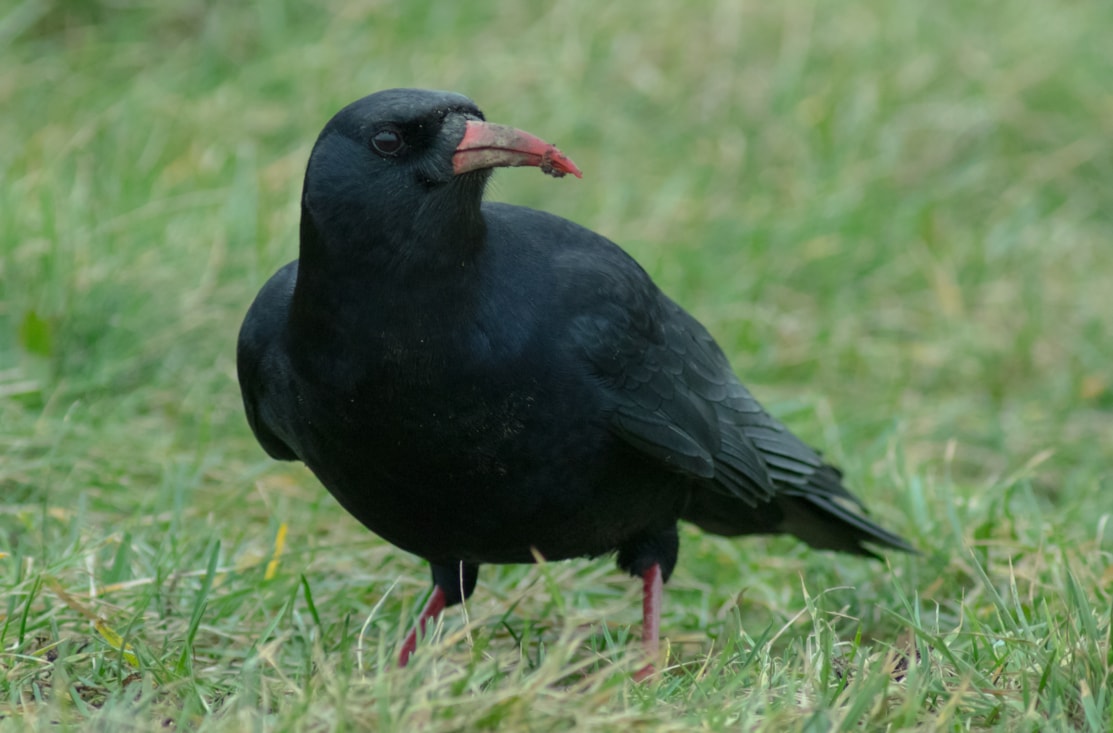 Chough by Martin Loftus - BirdGuides