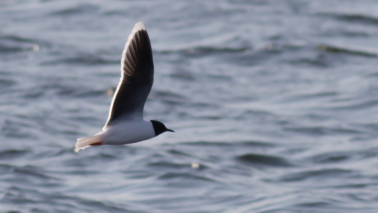 Little Gull by Martin Loftus - BirdGuides