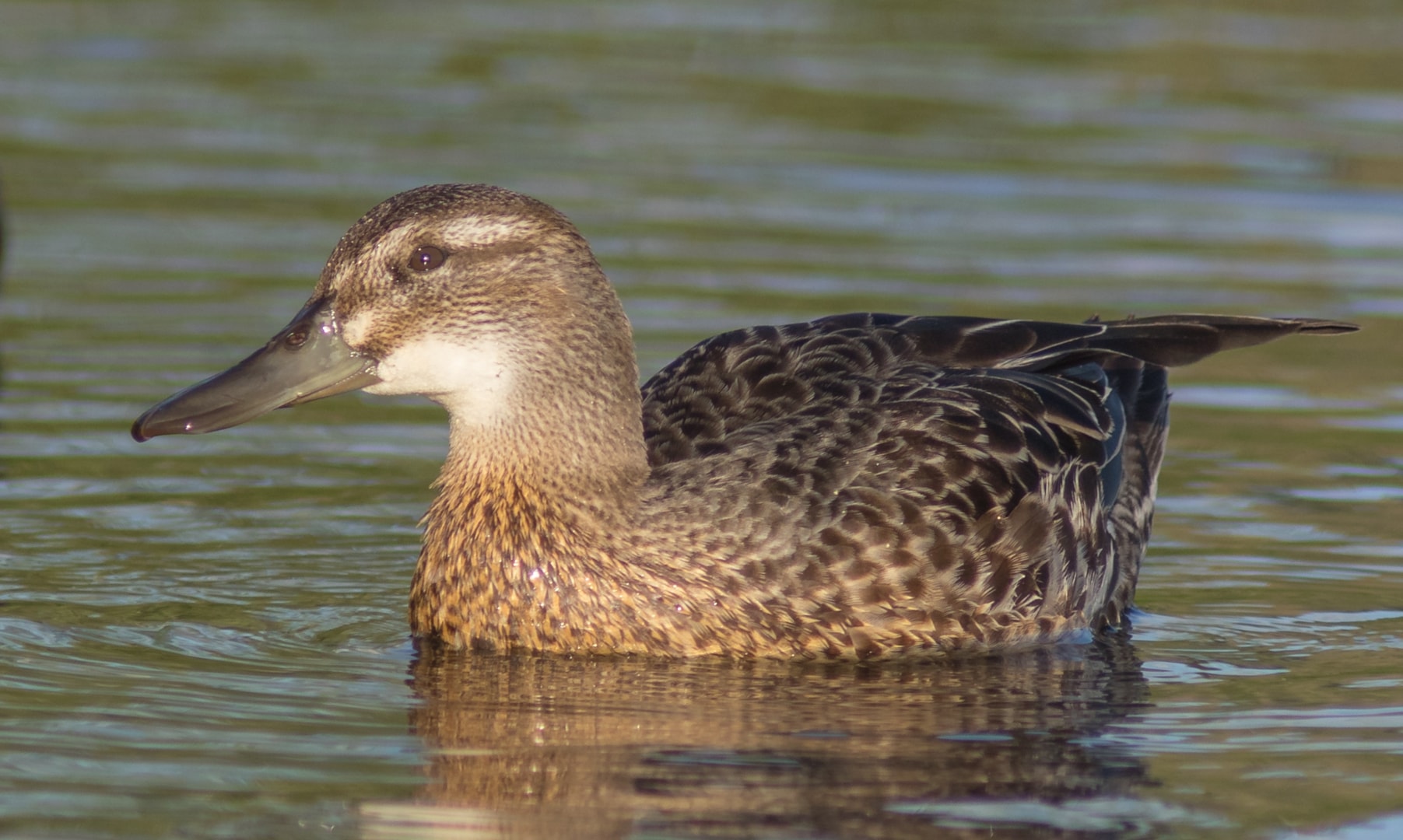 Garganey by Martin Loftus - BirdGuides