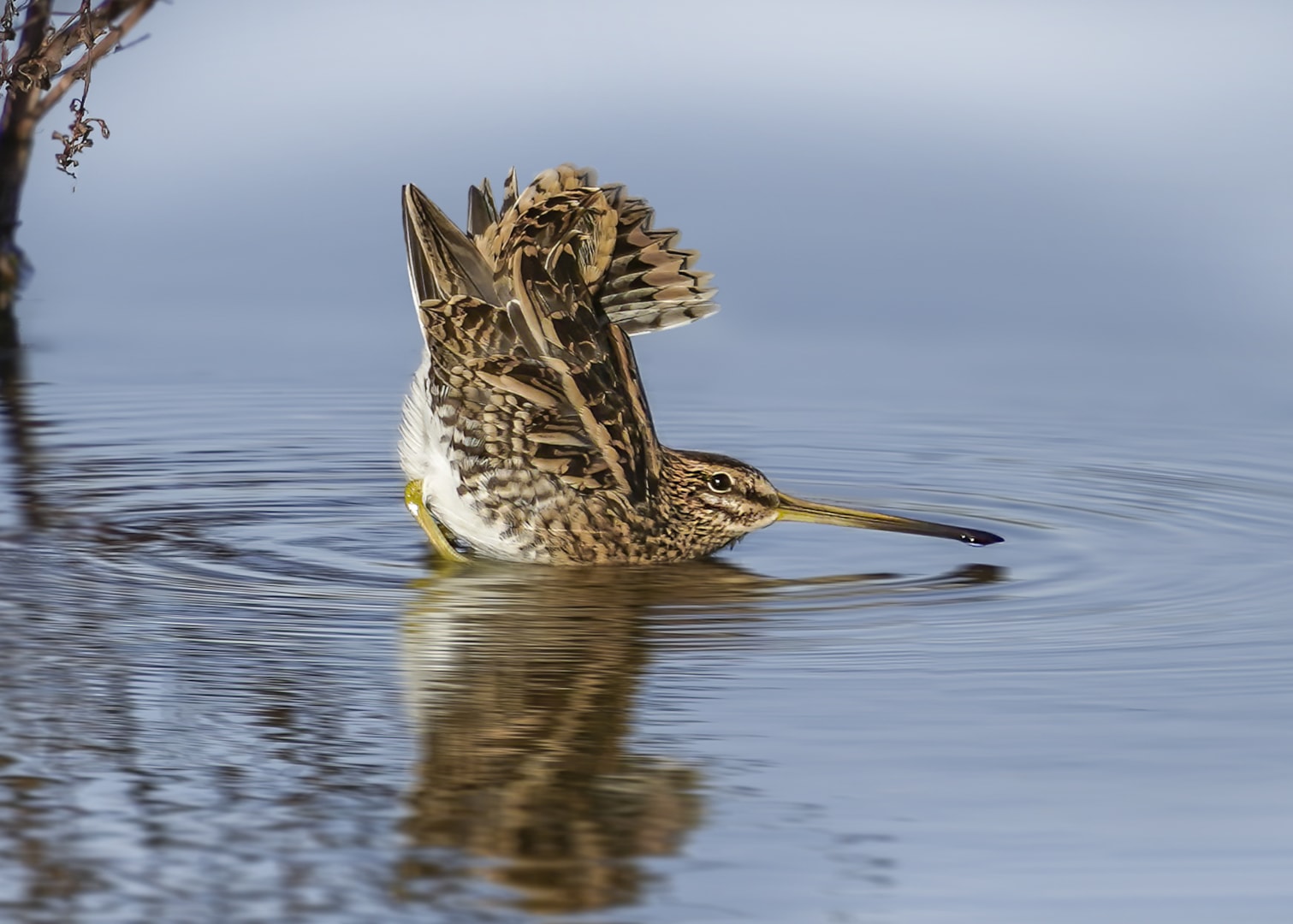Common Snipe by Robert Booth - BirdGuides
