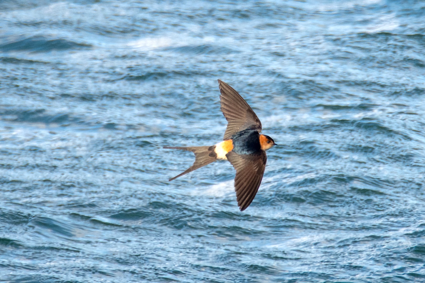 Red-rumped Swallow by Kyle Smith - BirdGuides