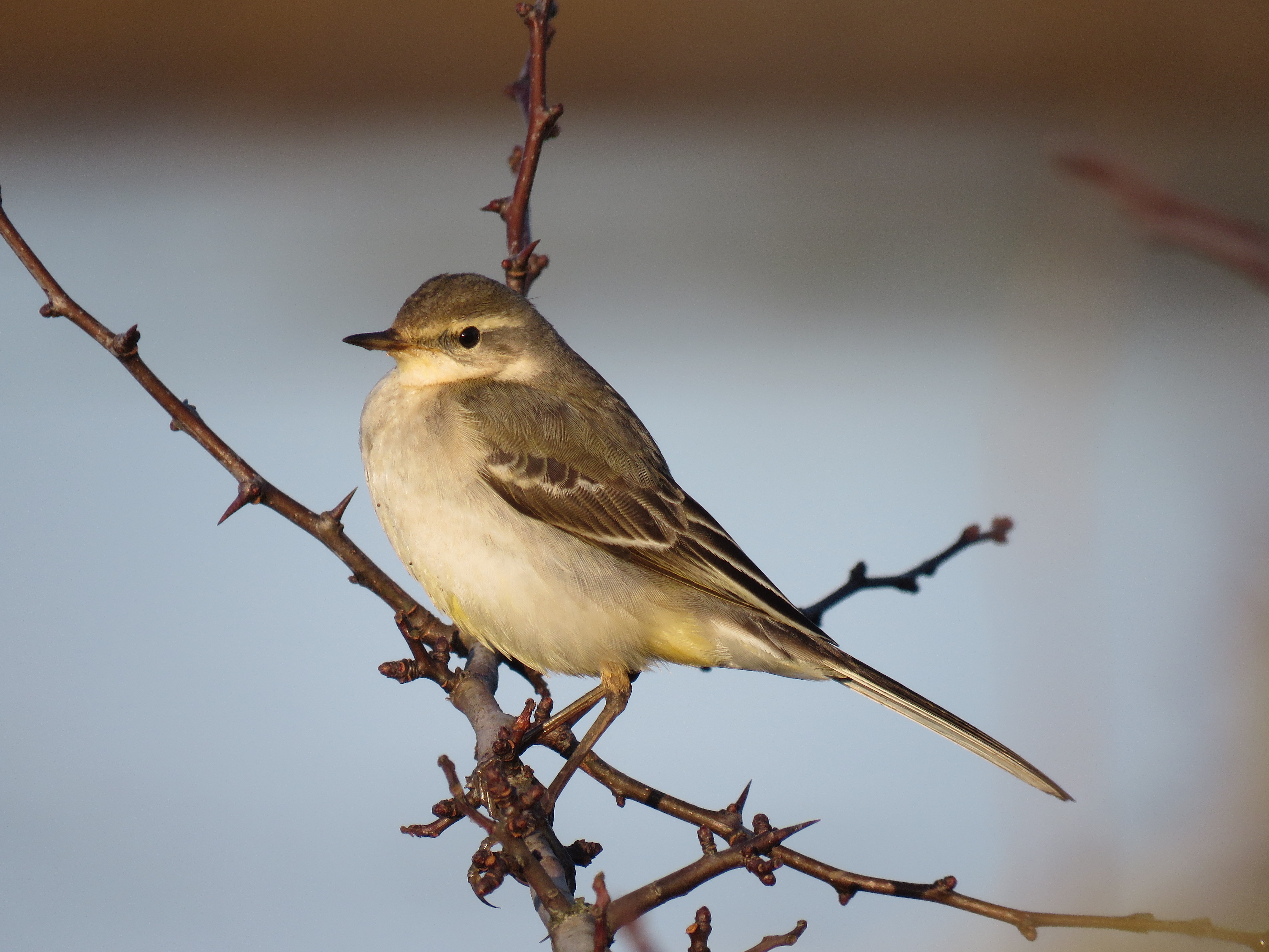 Details : Eastern Yellow Wagtail - BirdGuides