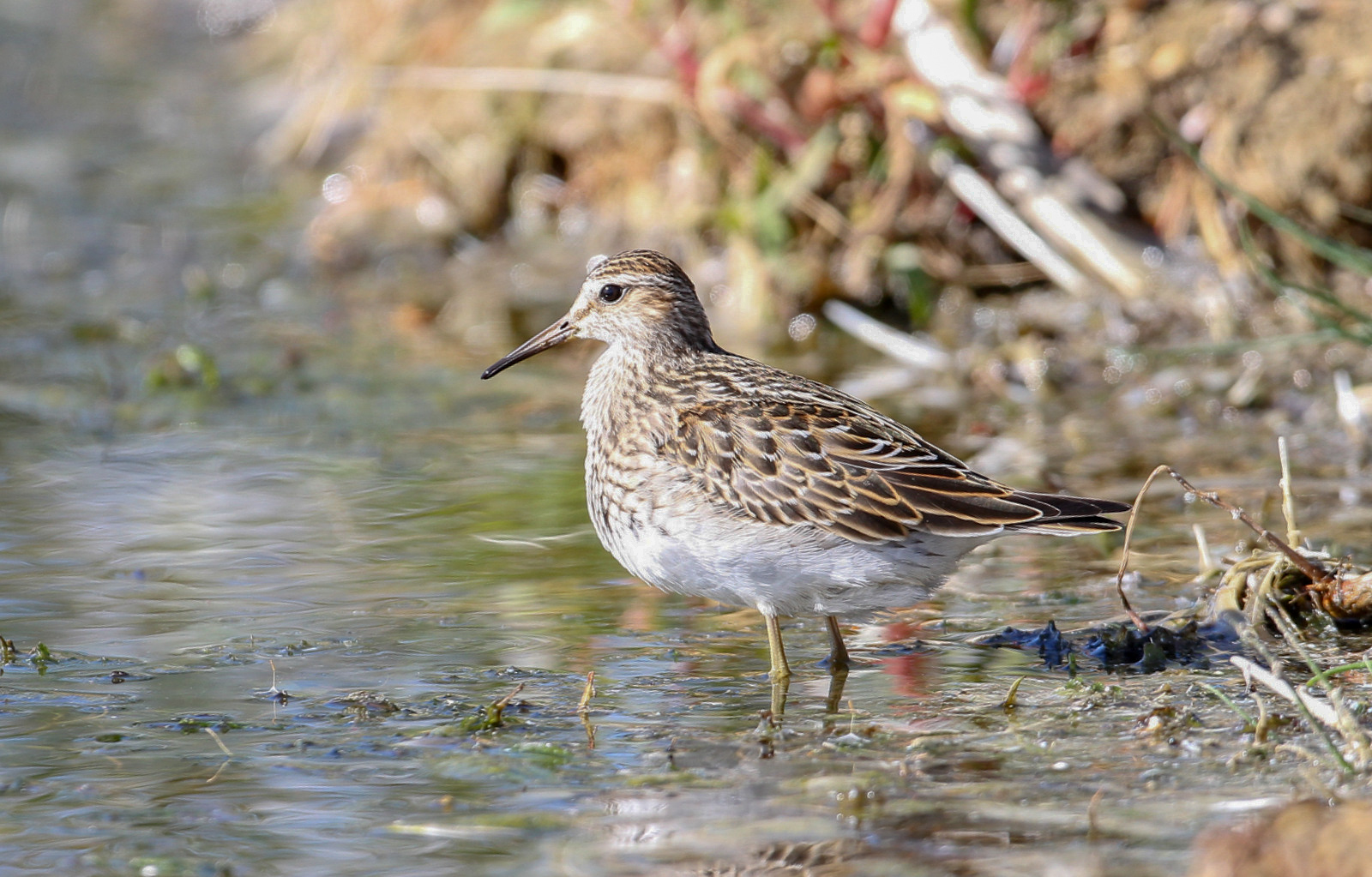 Pectoral Sandpiper by Adi Sheppard - BirdGuides