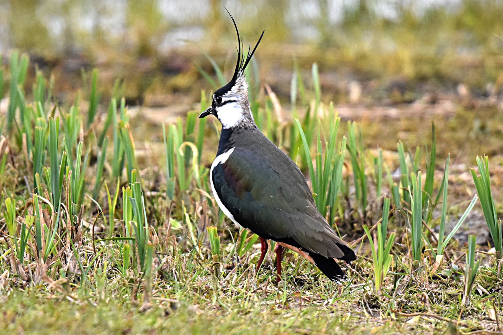 Northern Lapwing by Fausto Riccioni - BirdGuides