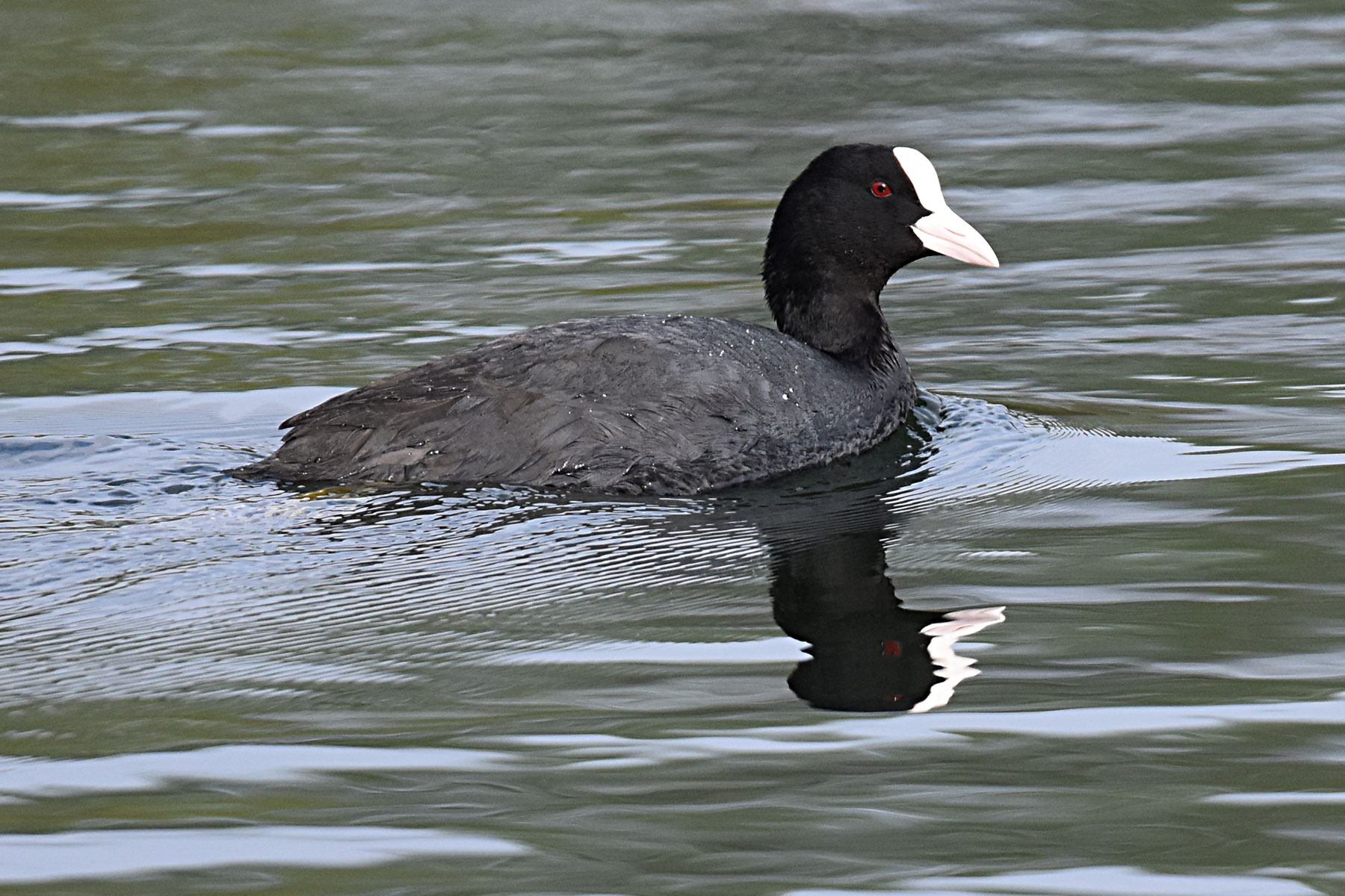 Eurasian Coot by Fausto Riccioni - BirdGuides