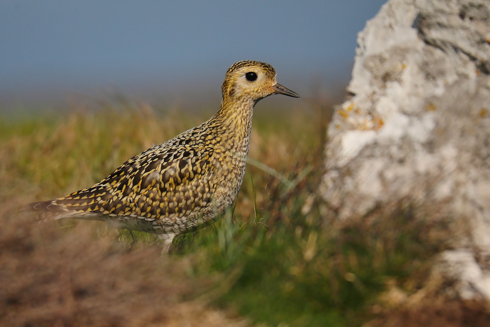 European Golden Plover by Clive Daelman - BirdGuides