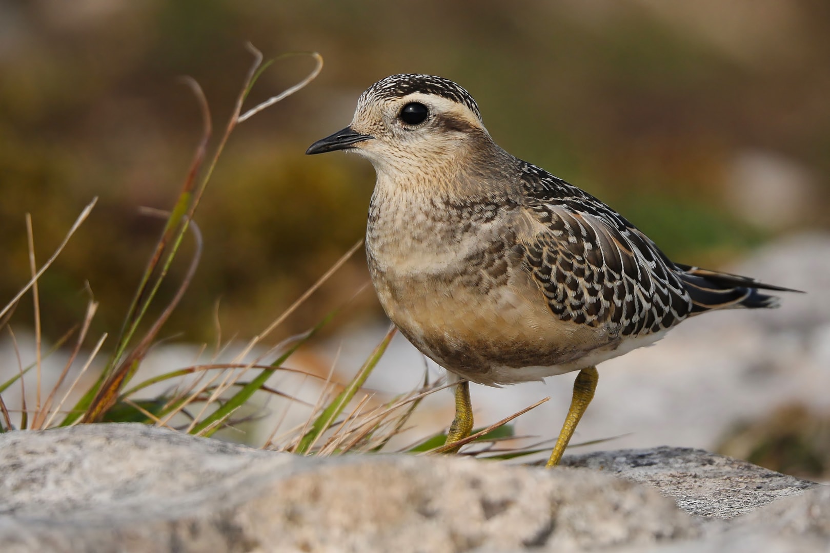 Eurasian Dotterel - Profile | Nest | Habitat | Description | Ecology ...