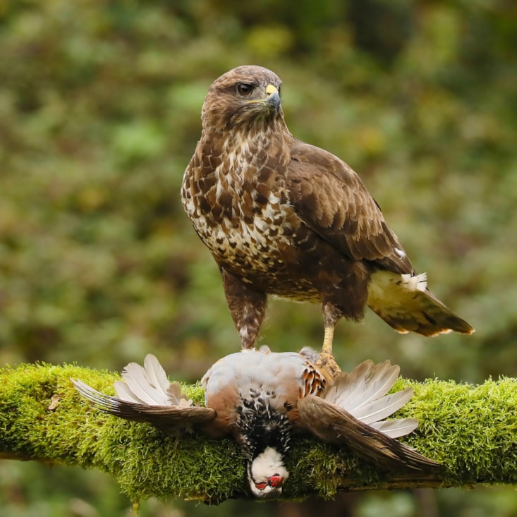 Common Buzzard by Clive Daelman - BirdGuides