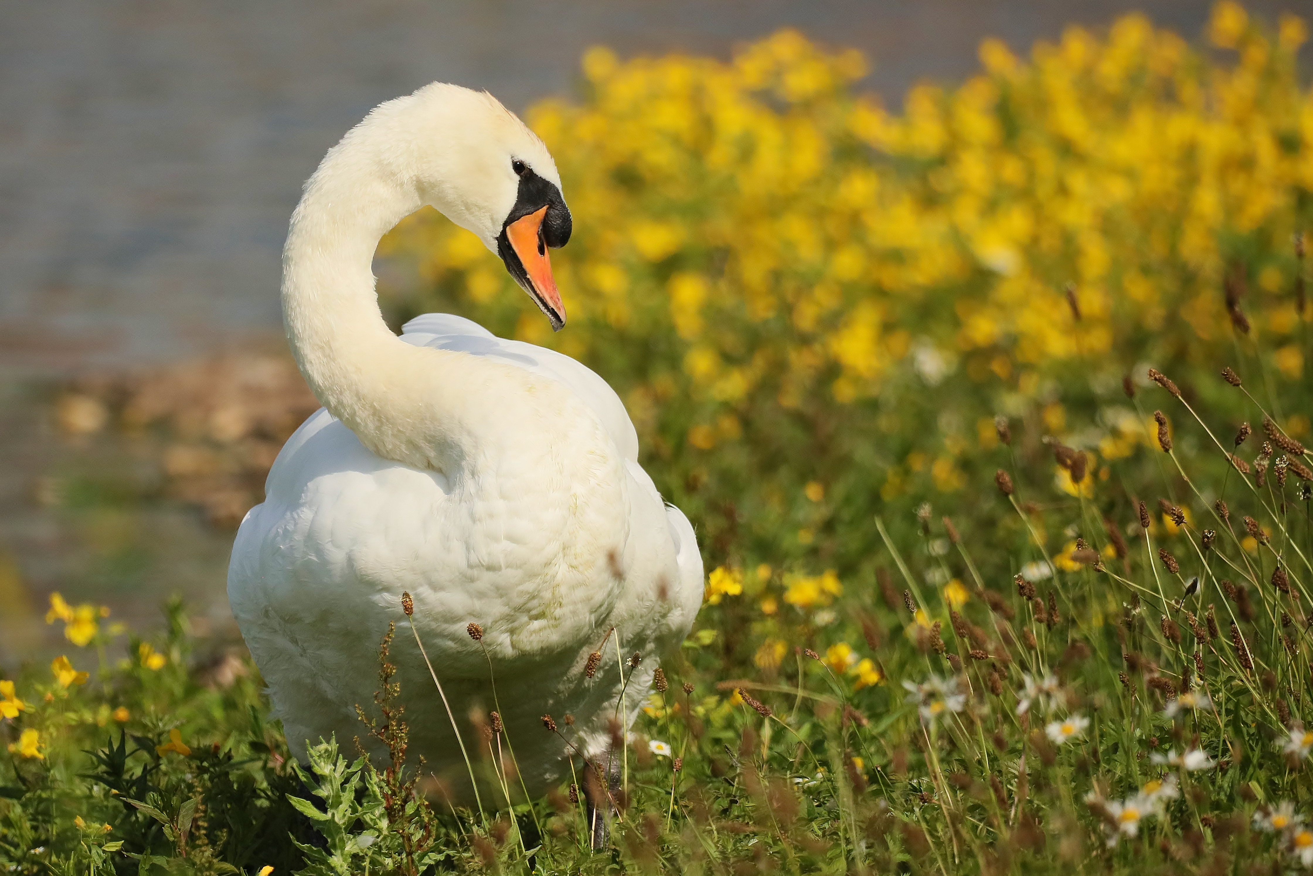 Mute Swan by Clive Daelman - BirdGuides