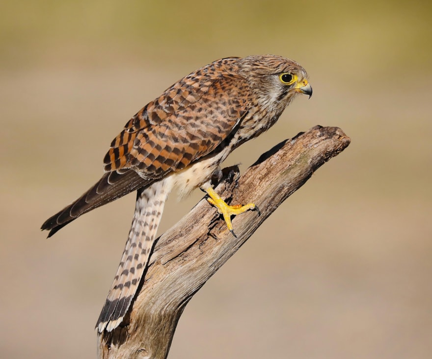 Common Kestrel by Clive Daelman - BirdGuides