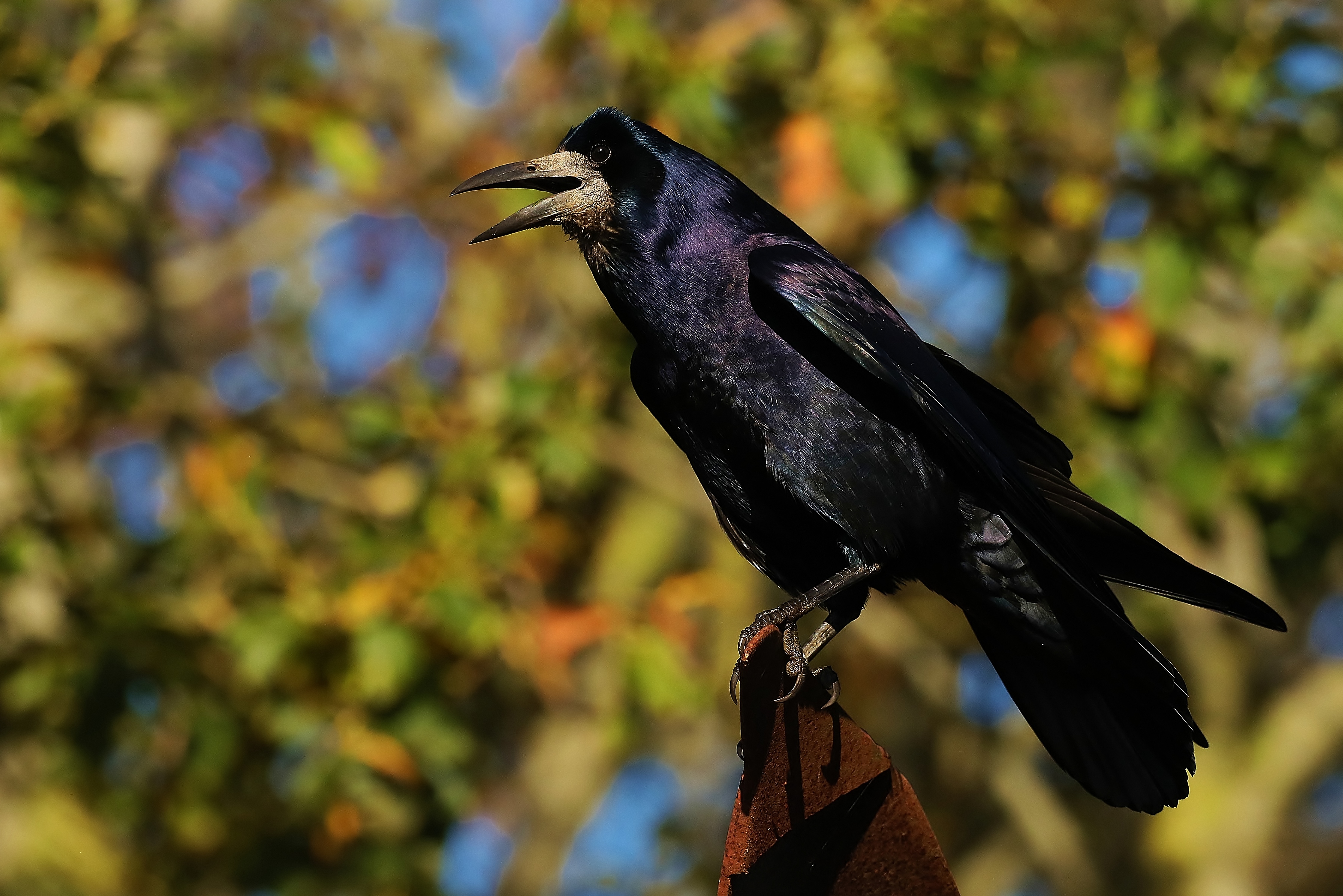 Rook by Clive Daelman - BirdGuides