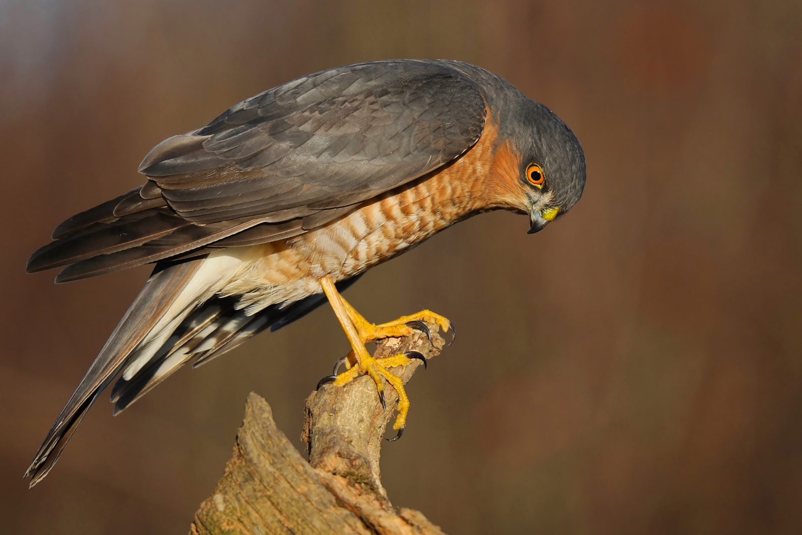 Eurasian Sparrowhawk By Jon Mercer Birdguides Photo of the Week: 29 ...