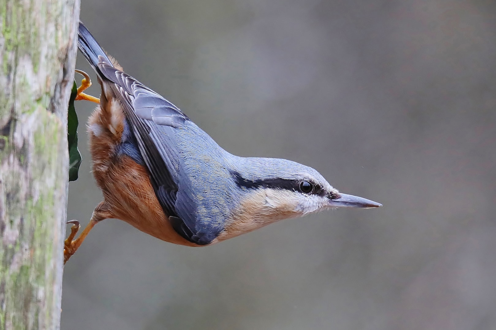 Eurasian Nuthatch by Clive Daelman - BirdGuides