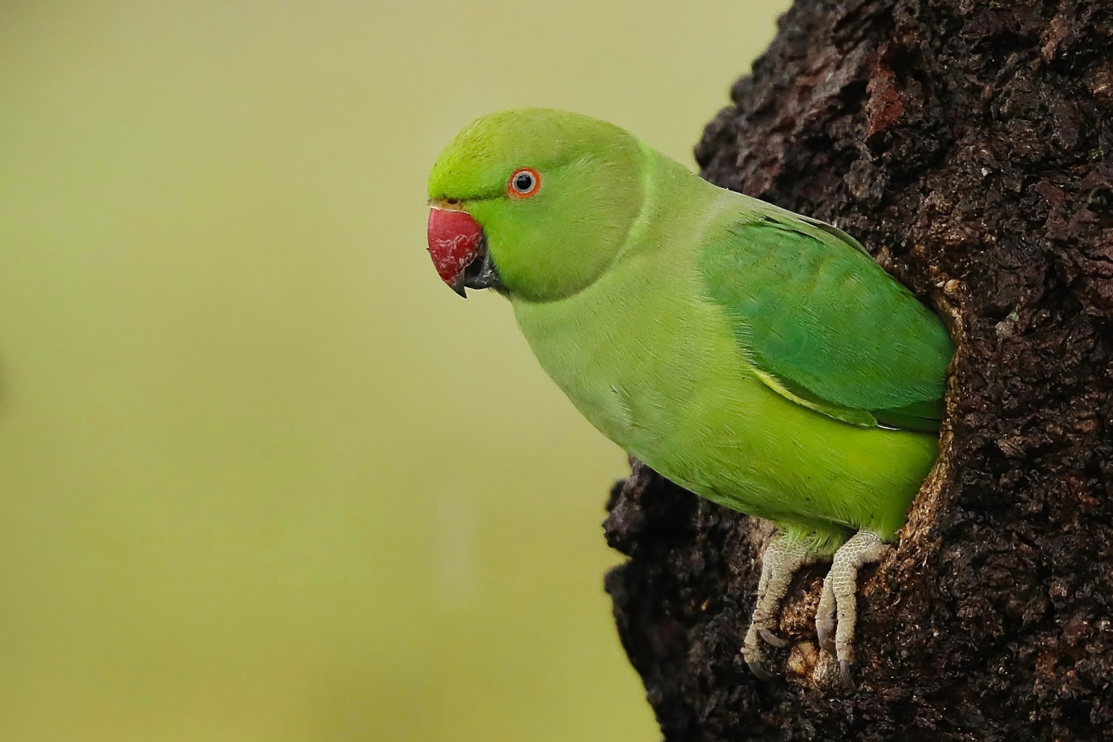 Ring-necked Parakeet by Clive Daelman - BirdGuides