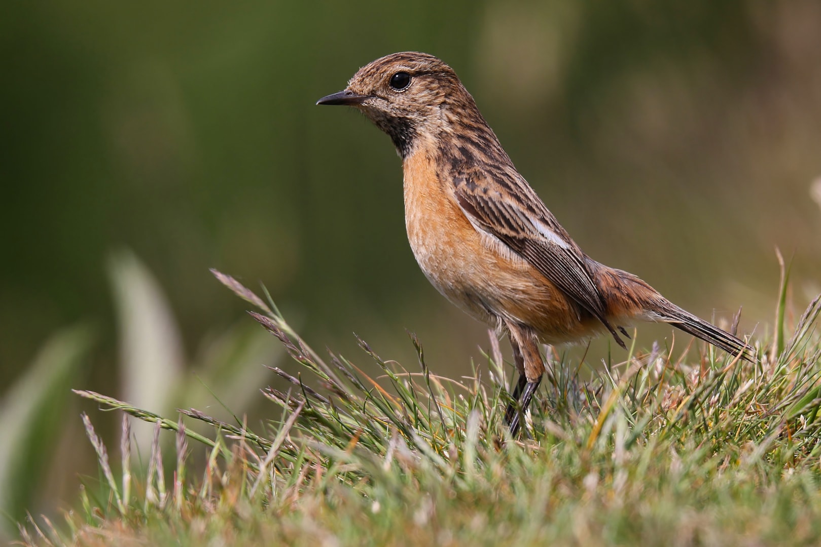 European Stonechat by Clive Daelman - BirdGuides