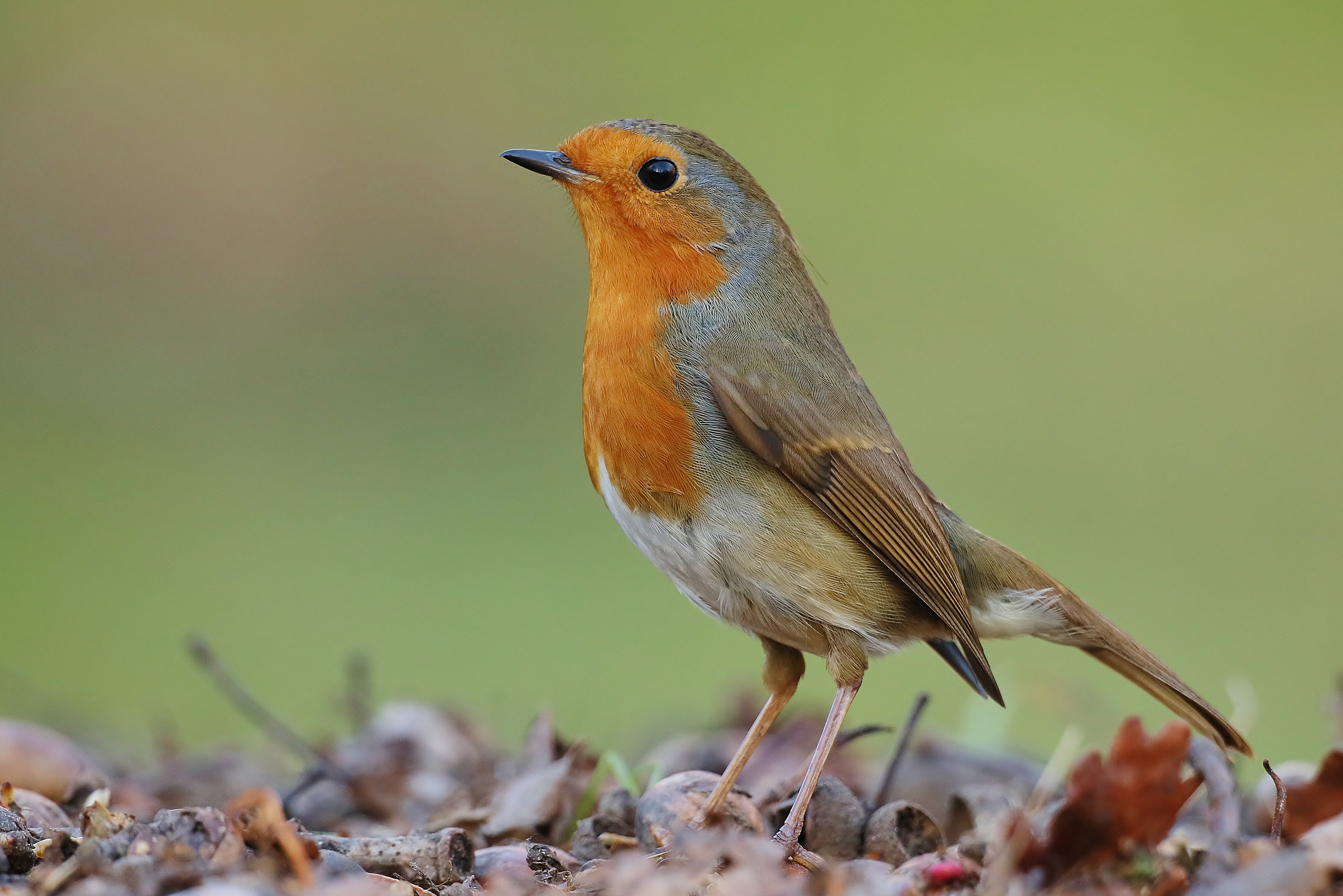 European Robin by Clive Daelman - BirdGuides